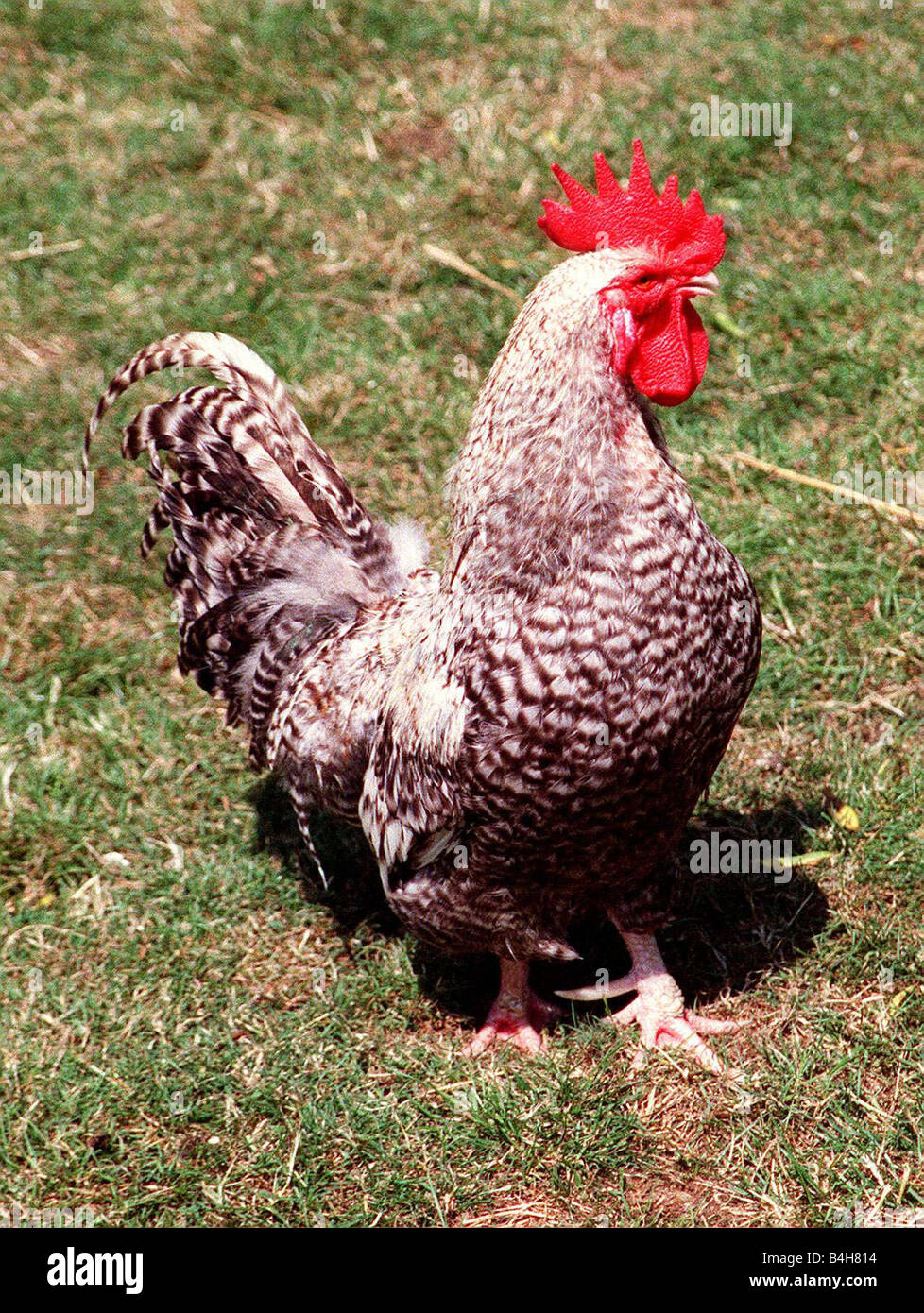 Animals Farm Birds Chicken Cockerel Rare Breeds Scotts Dumpy July 1996 ...