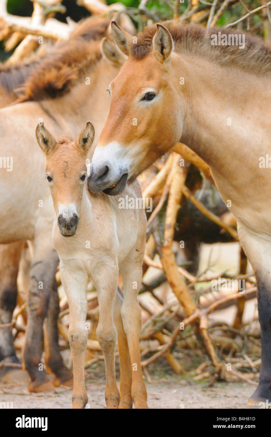 Horse standing hi-res stock photography and images - Alamy