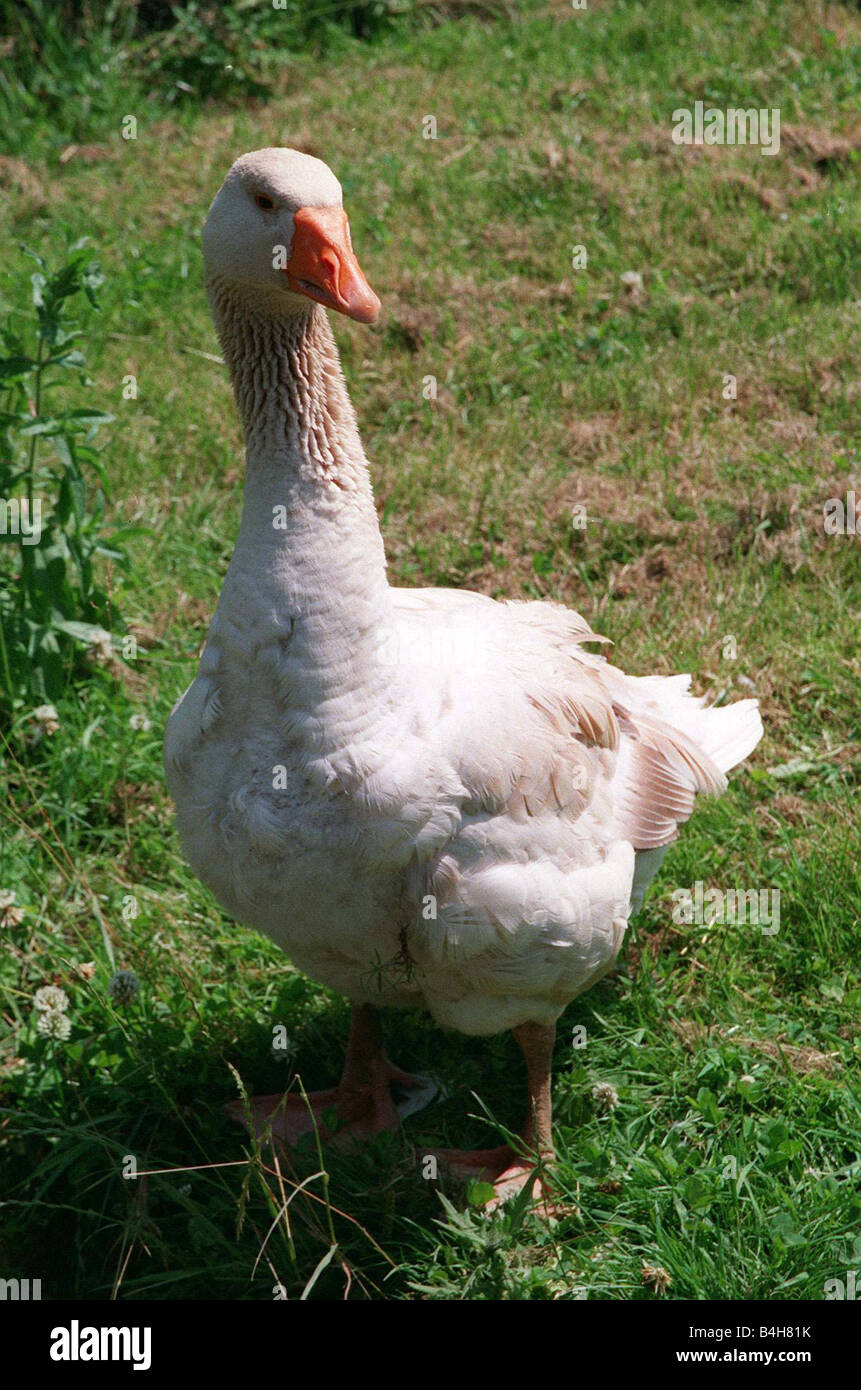 Animals Birds Goose July 1996 Stock Photo - Alamy