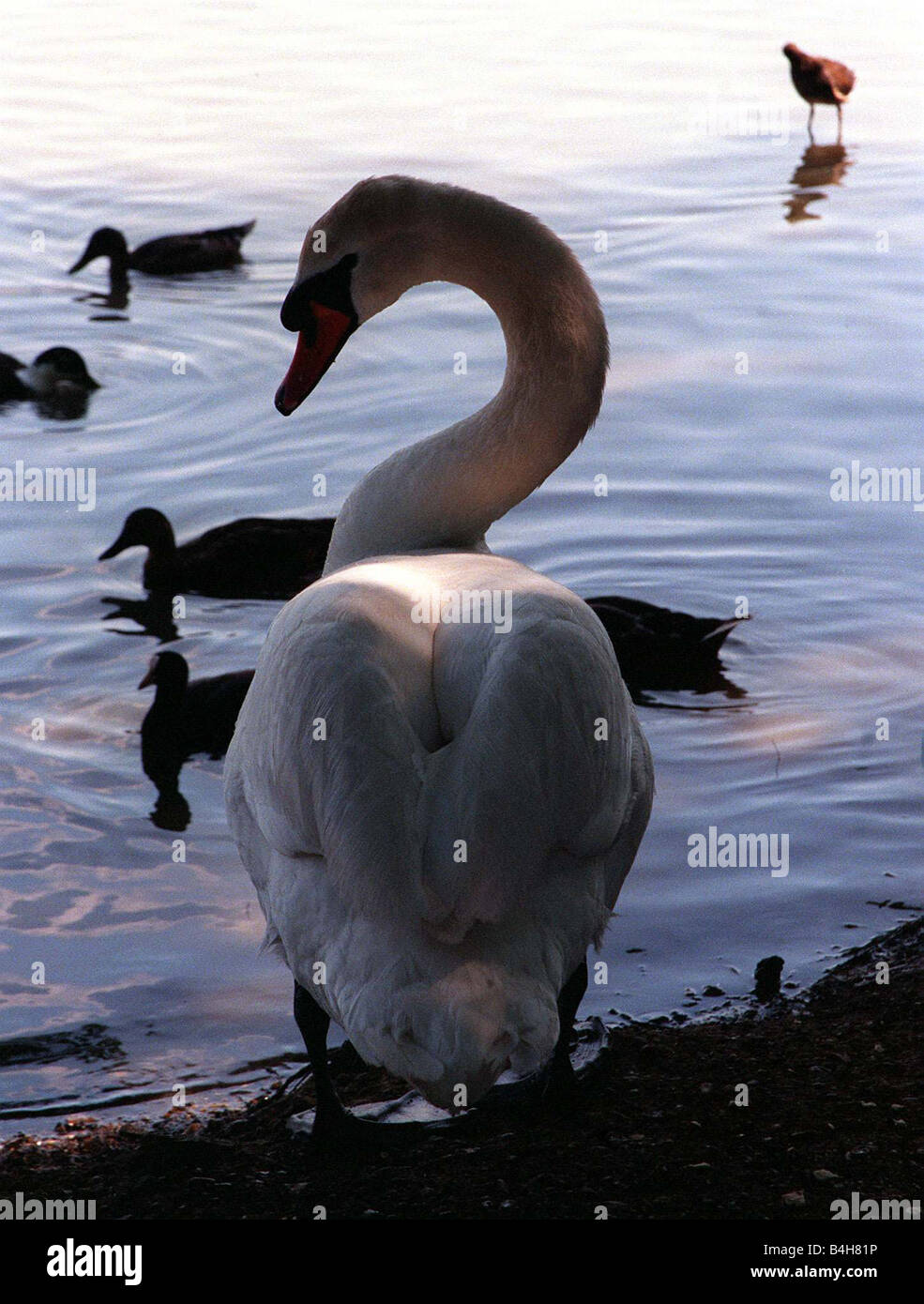 Animals Birds Swan Stock Photo - Alamy