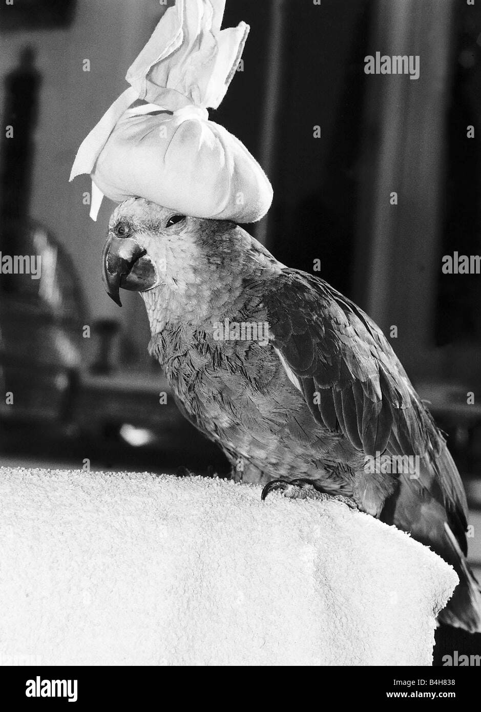 Nigel the parrot keeps cool in the hot weather July 1982 Stock Photo ...