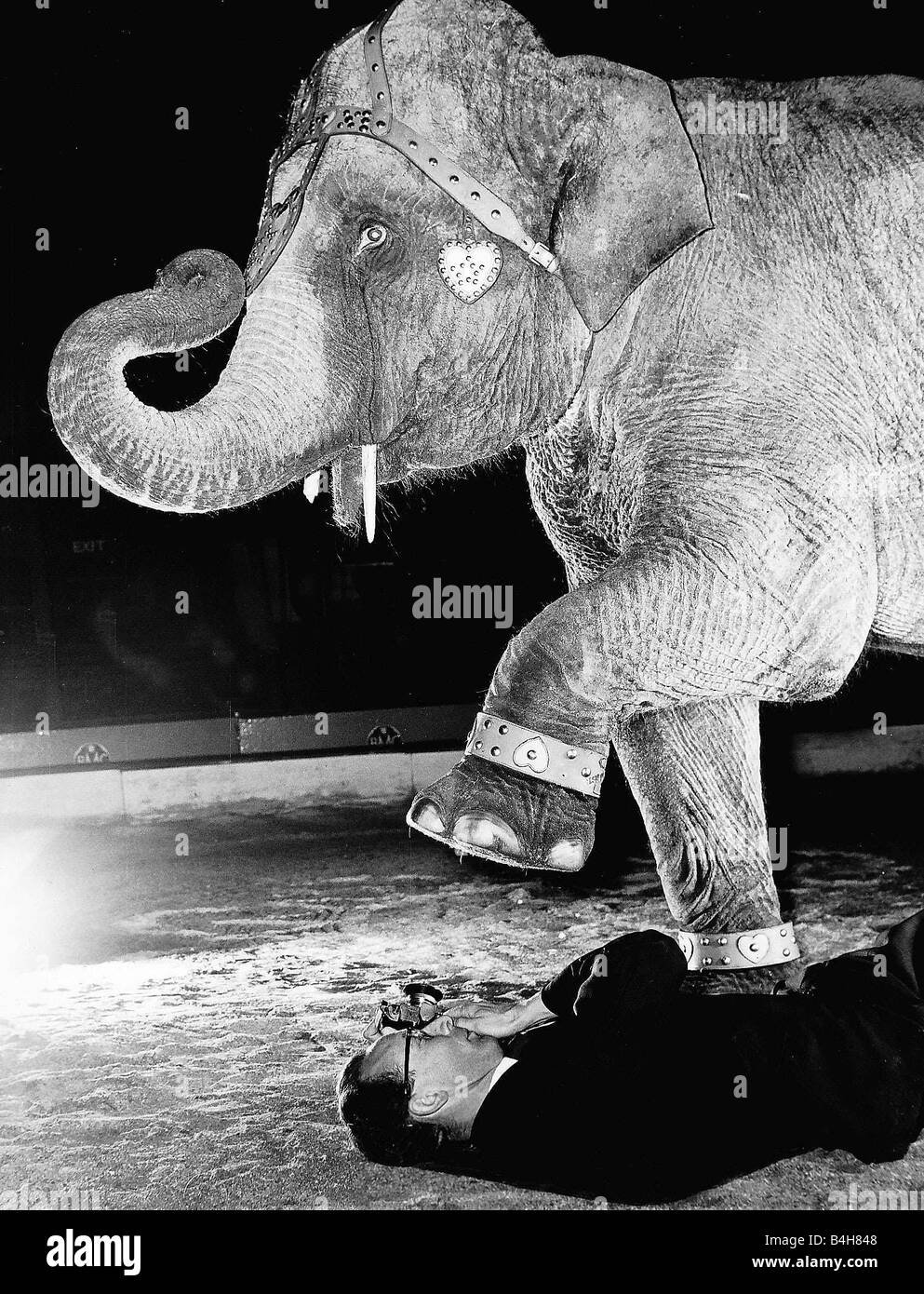 Photography Elephant taking a picture under an elephants foot Dbase MSI ...