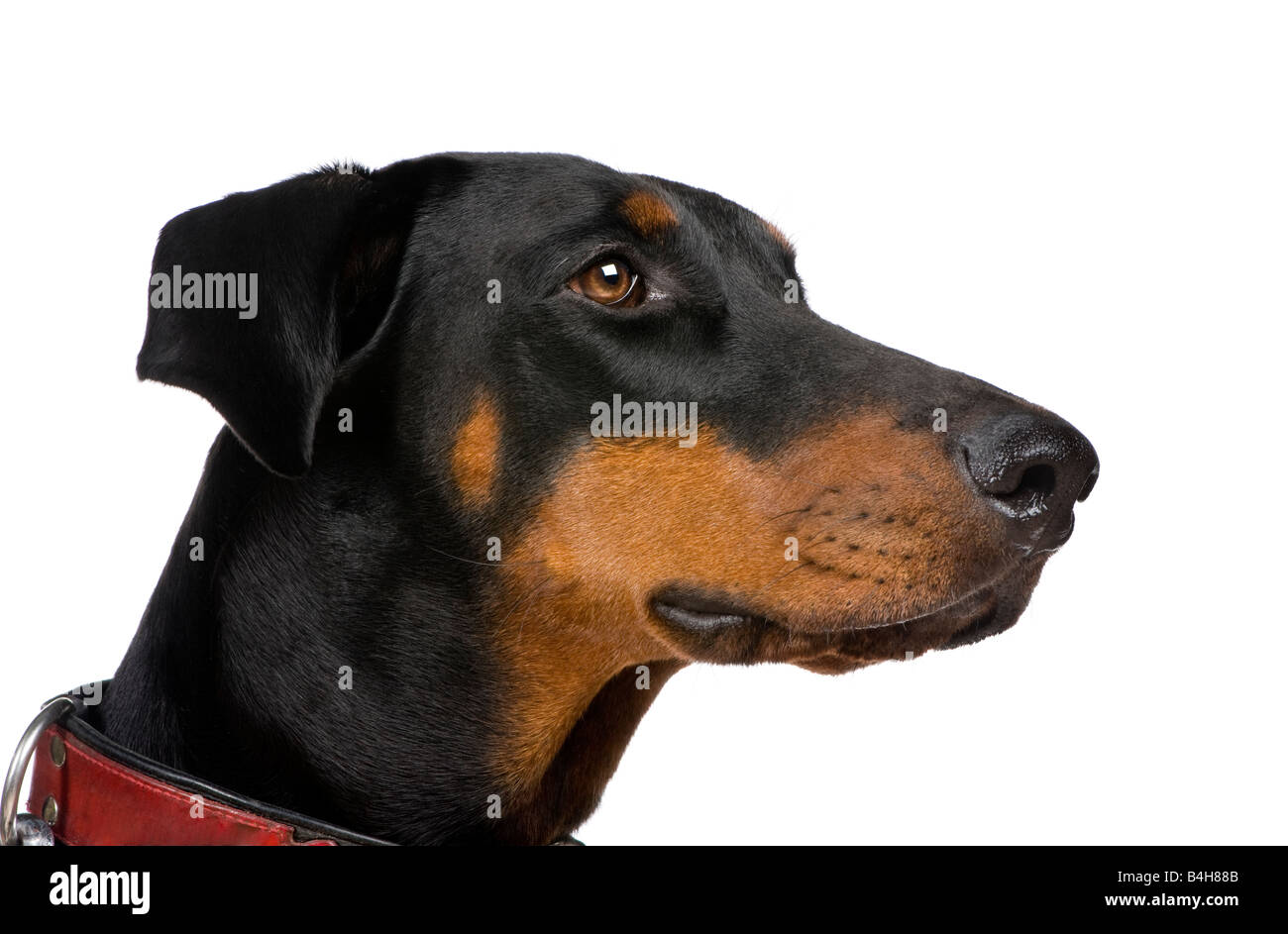 Doberman Pinscher Police Dog