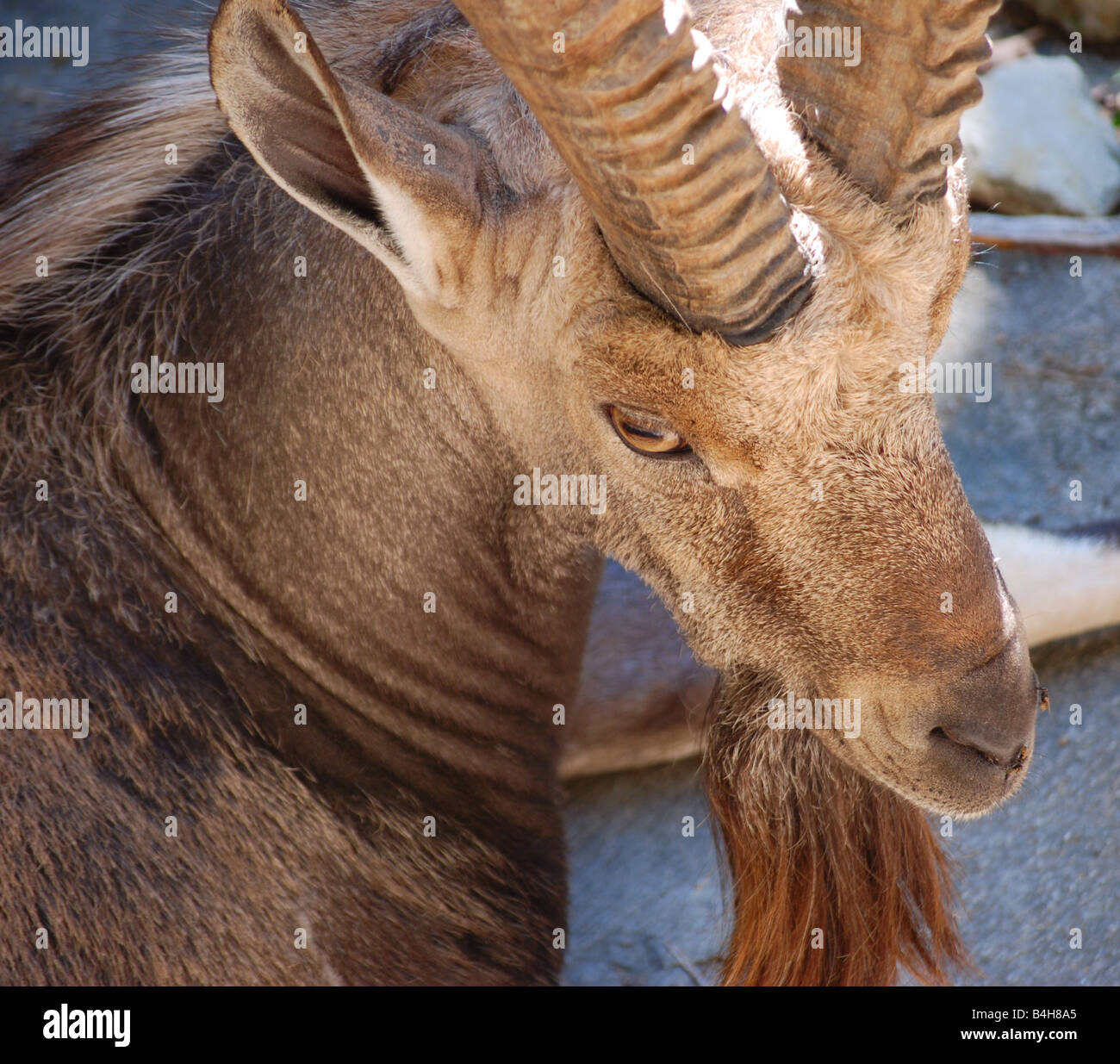 Close up of an African Ibex Stock Photo - Alamy