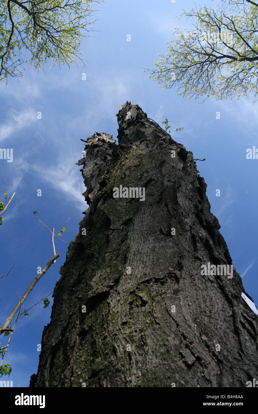 Freshly cuted trees in a park in Varna, reportage Stock Photo - Alamy