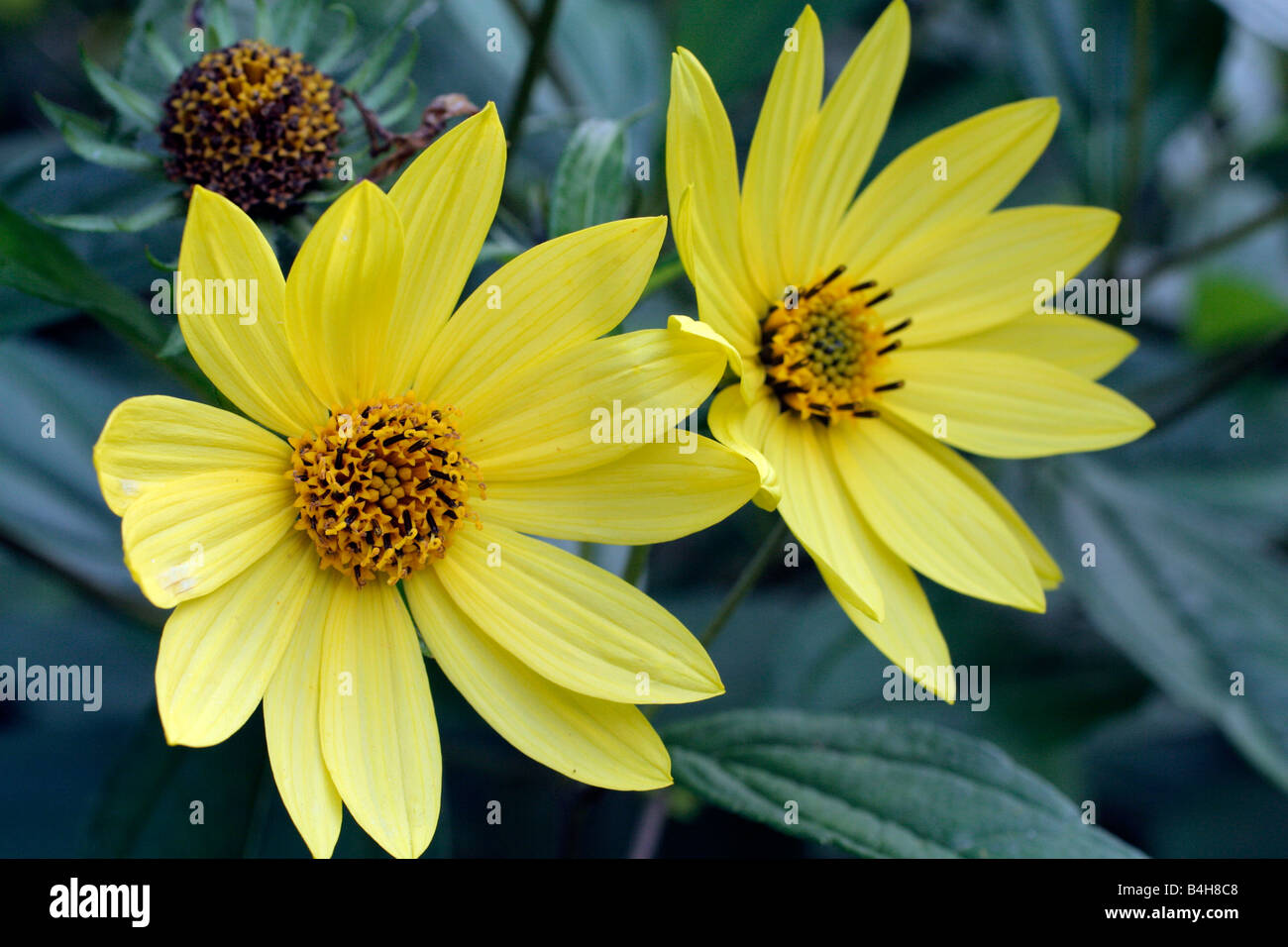 Helianthus lemon queen hi-res stock photography and images - Alamy
