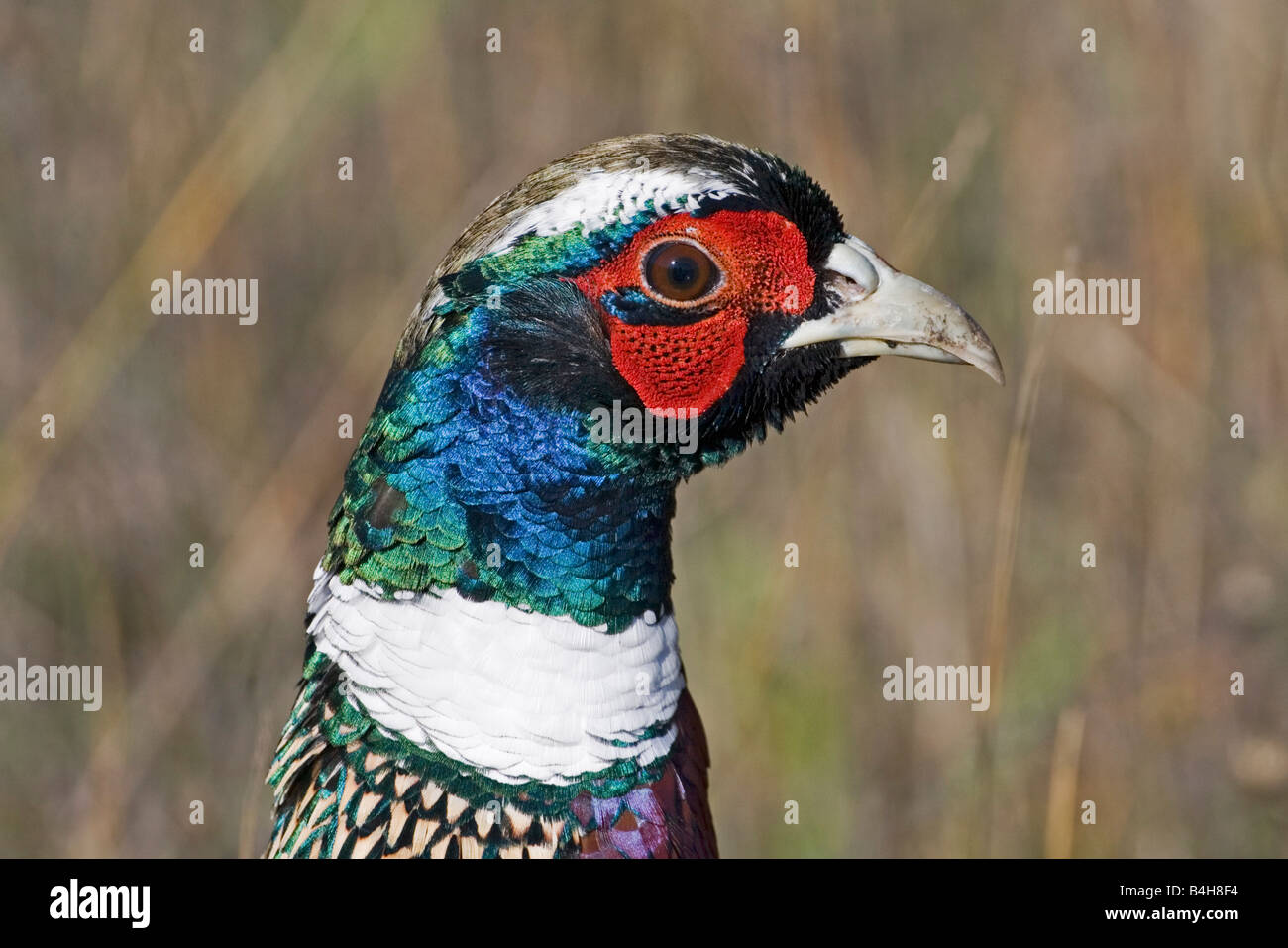 Ring-necked Pheasant Phasianus colchicus Stock Photo - Alamy