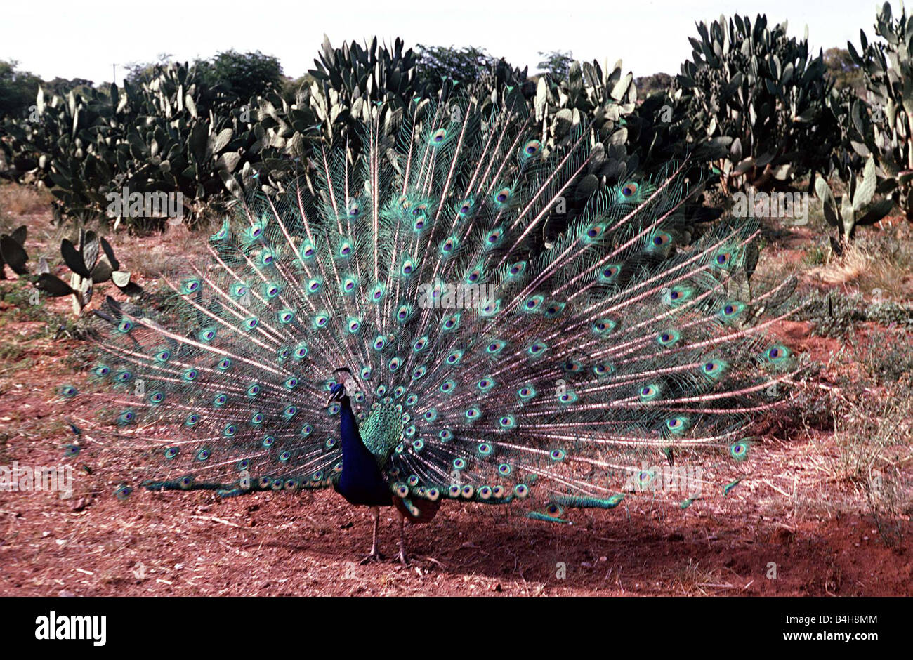 Peacock Male with Feathers Opened in Game Reserve Namibia Africa circa ...