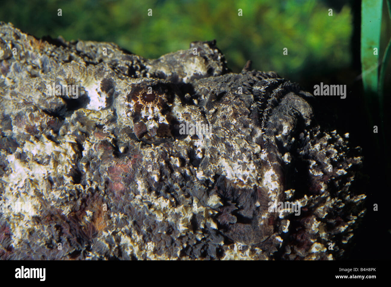 Indo pacific stonefish hi-res stock photography and images - Alamy