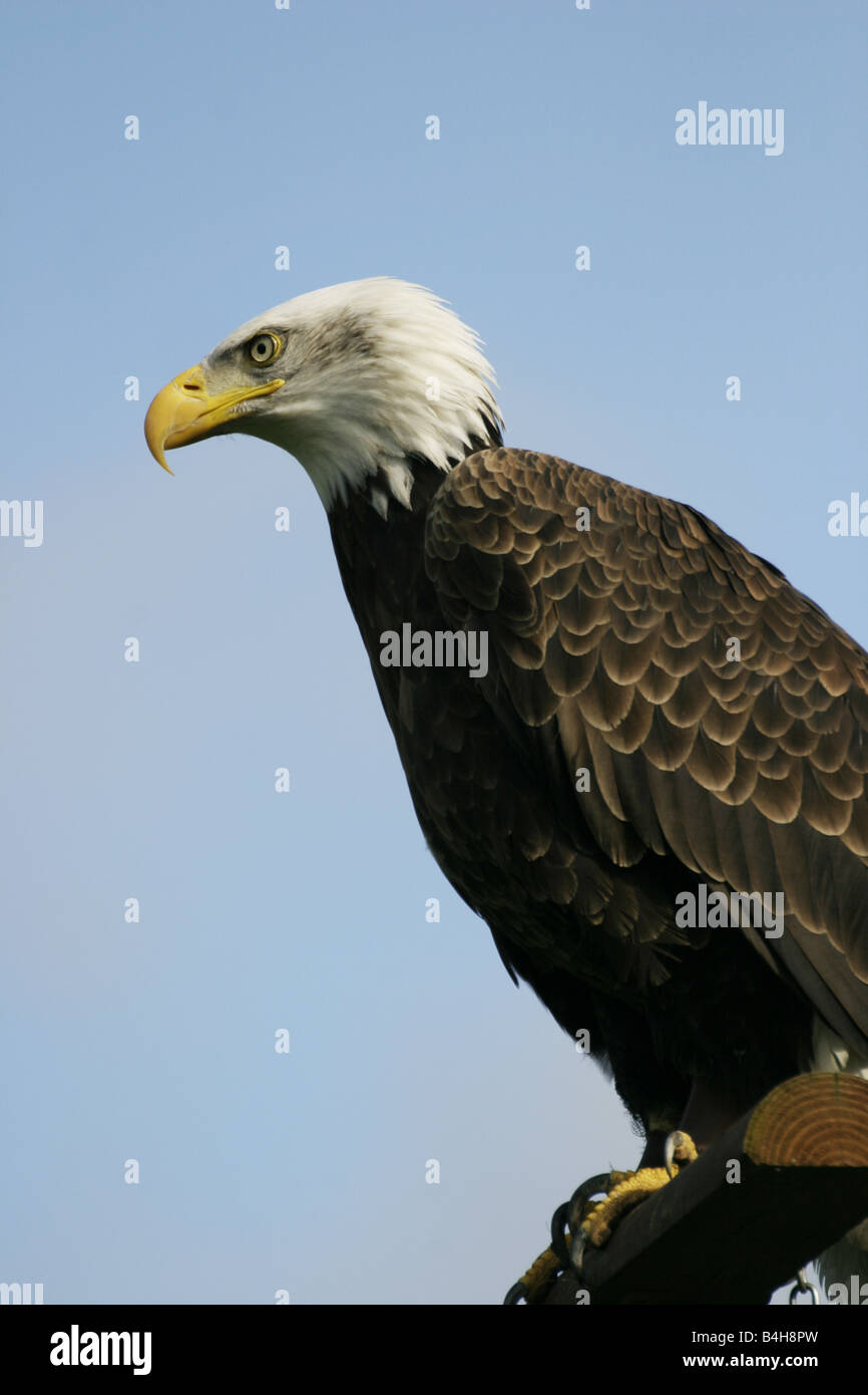 Bald Eagle at a flying display Stock Photo - Alamy