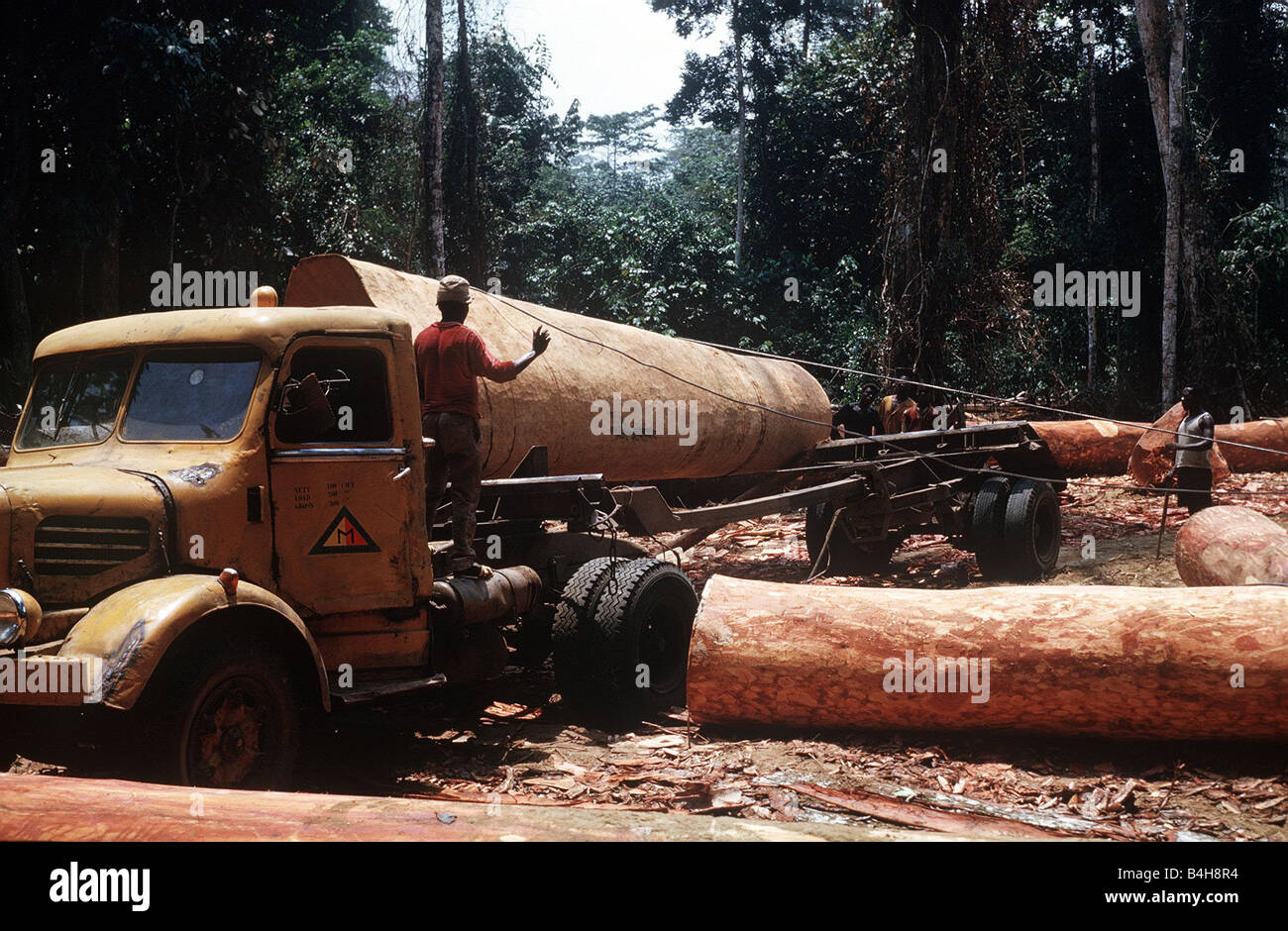 Ekona Cameroon Loading huge logs onto logging truck Stock Photo - Alamy
