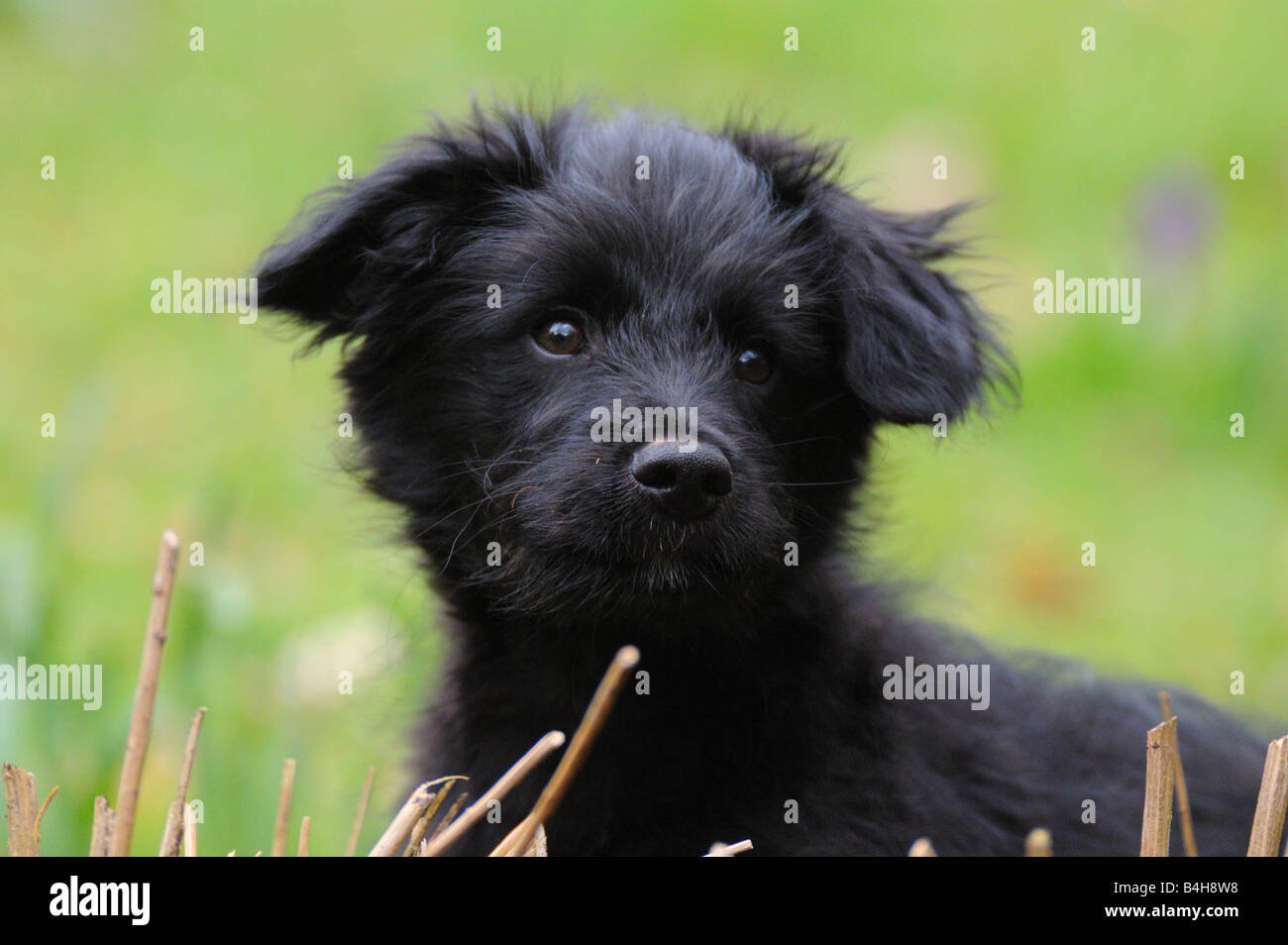Close-up of puppy in field Stock Photo - Alamy