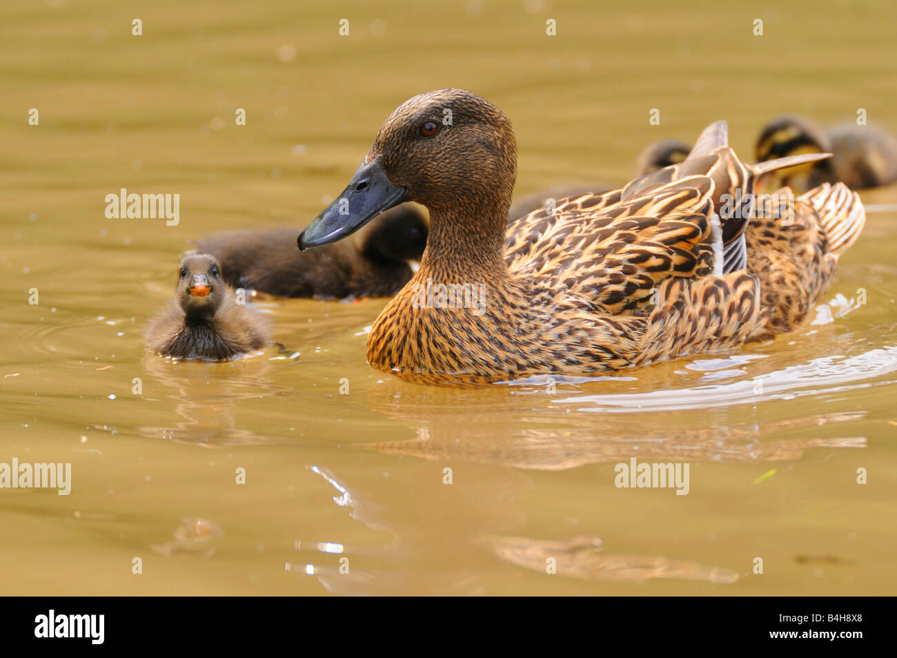 Fledgling duck hi-res stock photography and images - Alamy