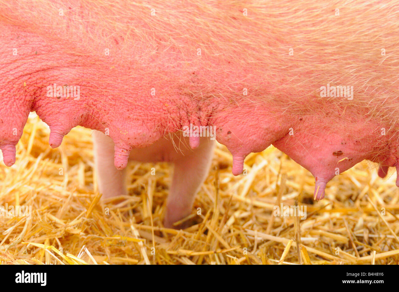 Close-up of pig's bust Stock Photo - Alamy
