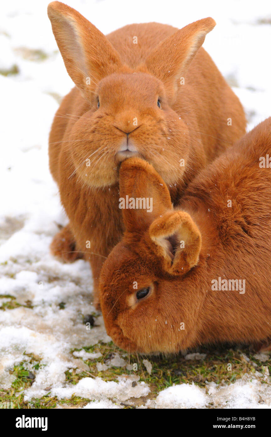Looking for rabbits hi-res stock photography and images - Alamy