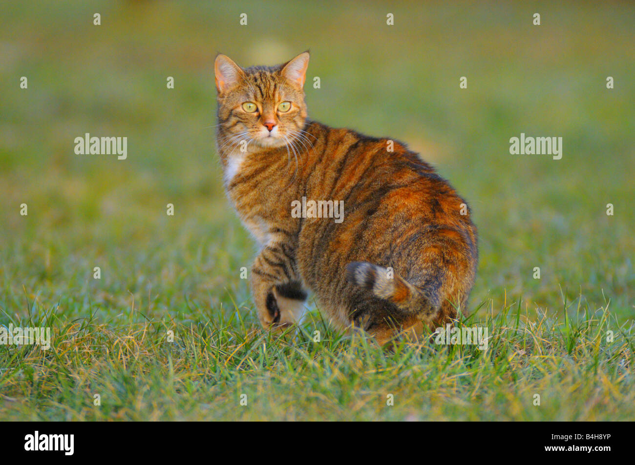 Close-up of cat in field Stock Photo - Alamy