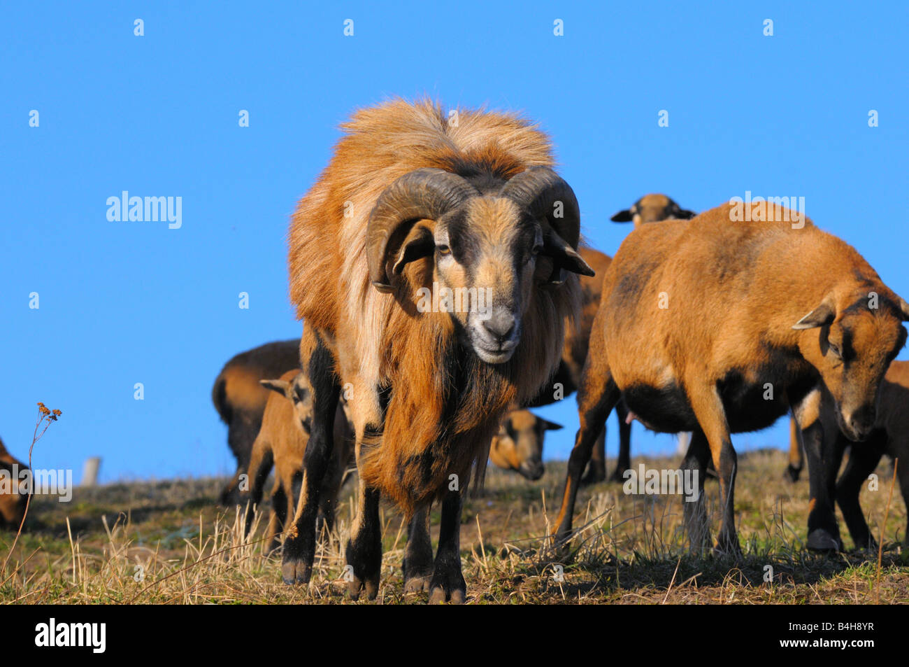 Sheep Standing Up Stock Photos & Sheep Standing Up Stock Images - Alamy