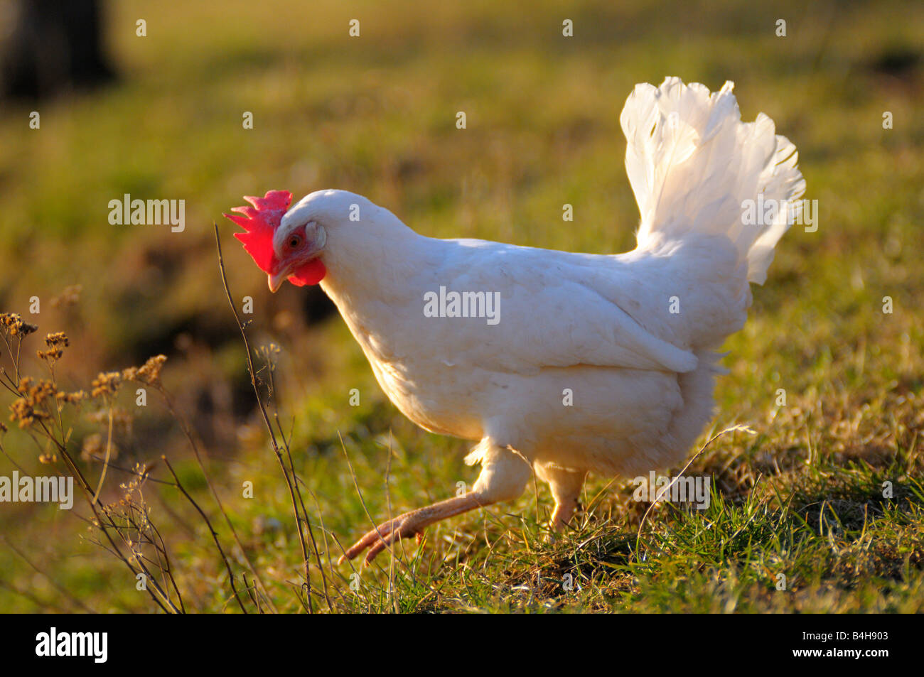 Close up view chickens walking hi-res stock photography and images - Alamy