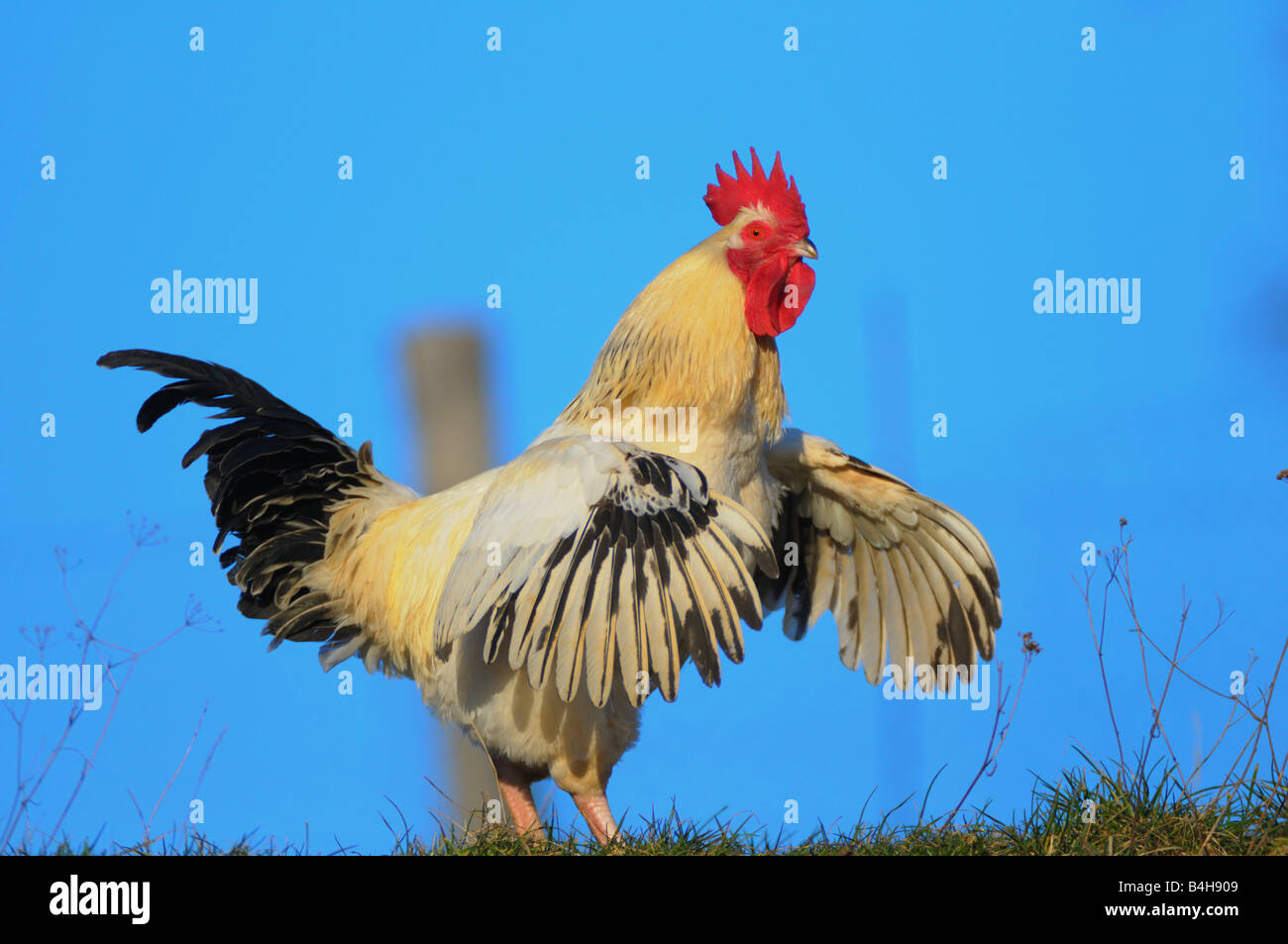Close-up of rooster spreading its wings in field Stock Photo - Alamy