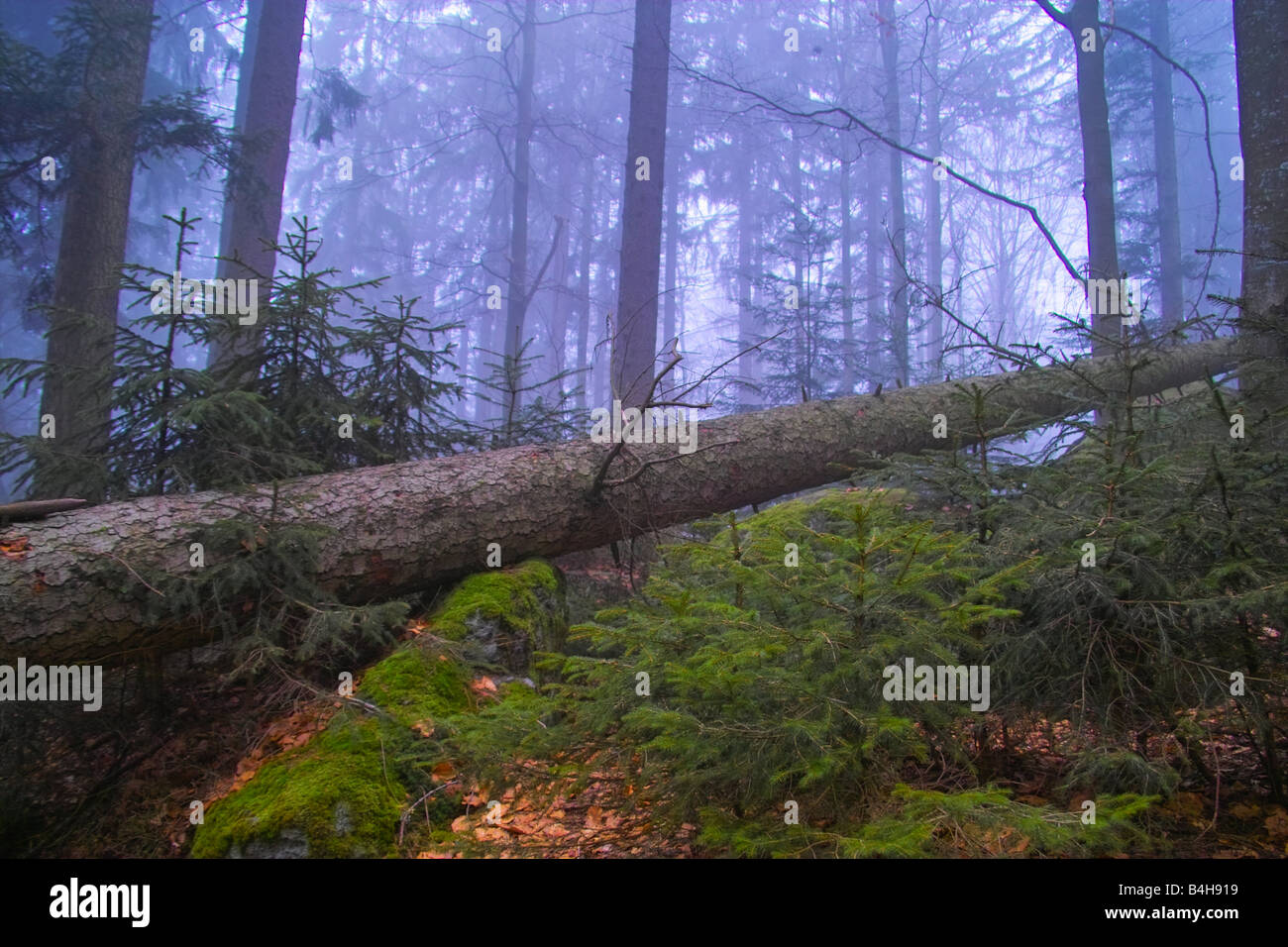 Toppled tree trunks hi-res stock photography and images - Alamy
