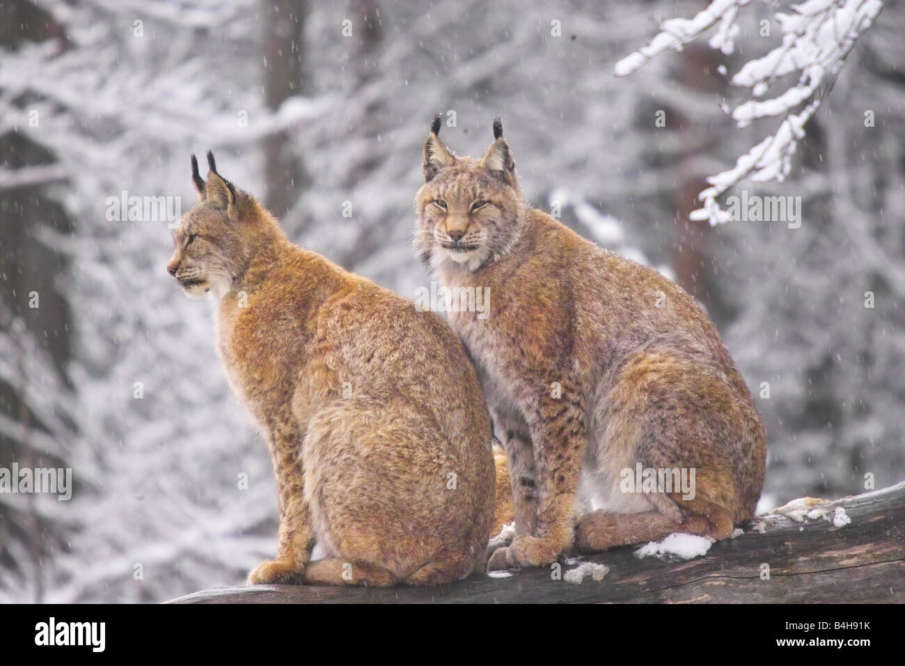 Two lynx sitting on tree in forest Stock Photo - Alamy