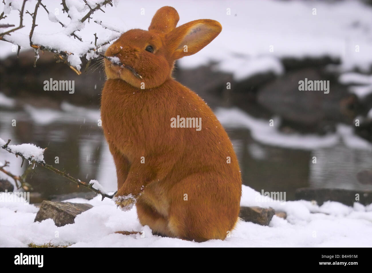 Rabbit images for colouring hi-res stock photography and images - Alamy