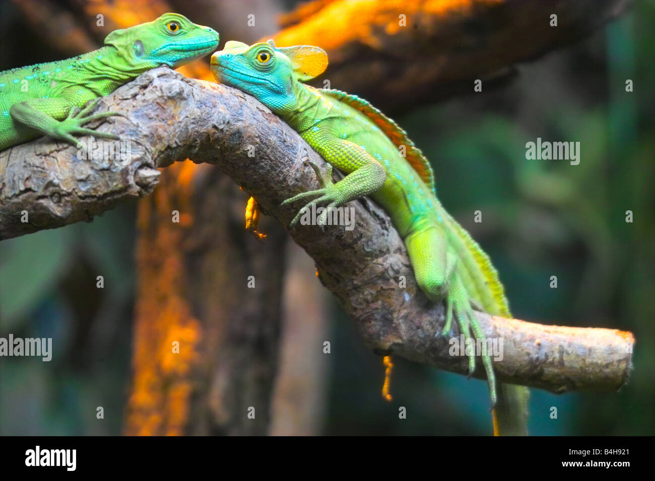 Plants two lizards hi-res stock photography and images - Alamy