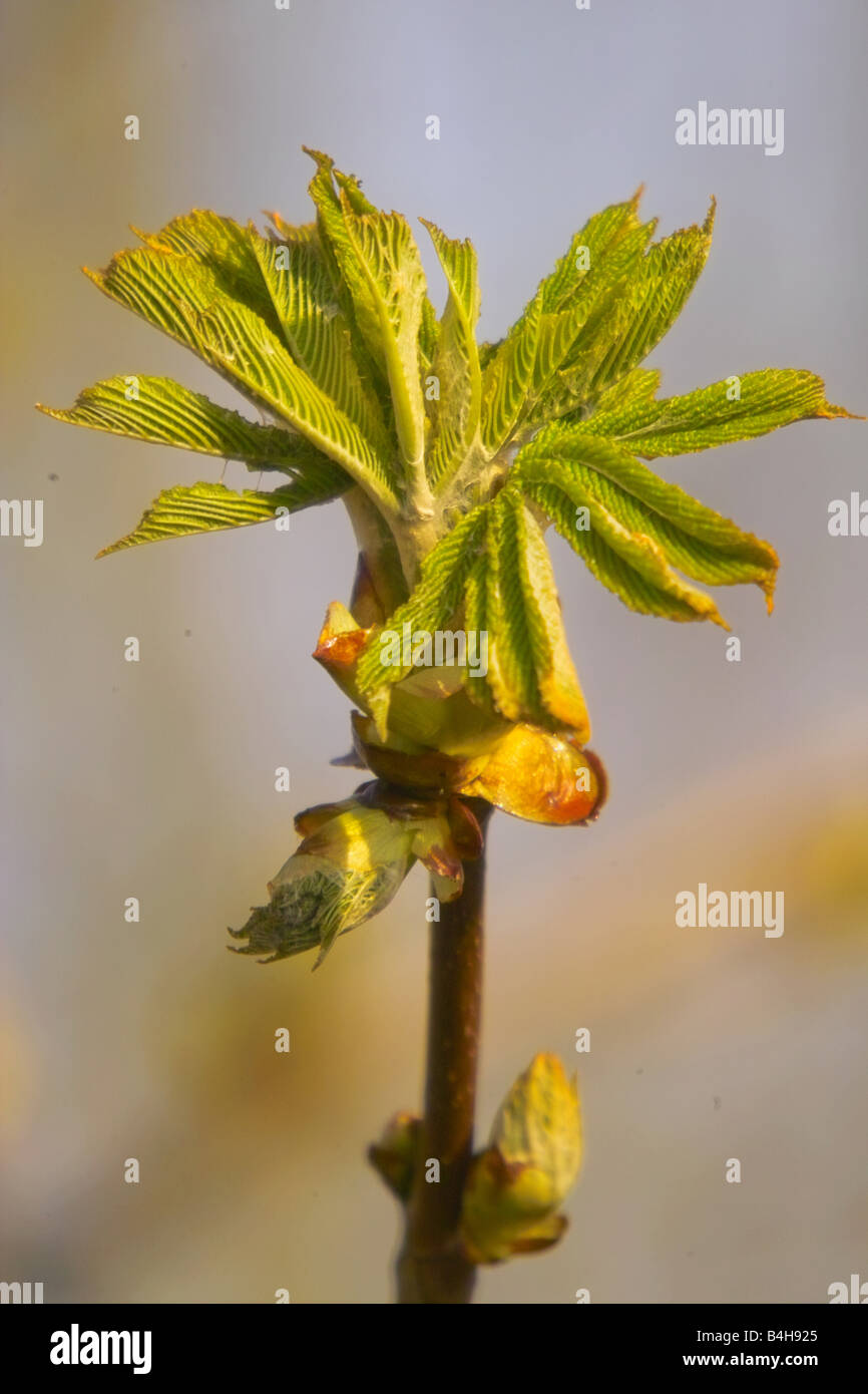 Close-up of chestnut tree's leaves Stock Photo - Alamy