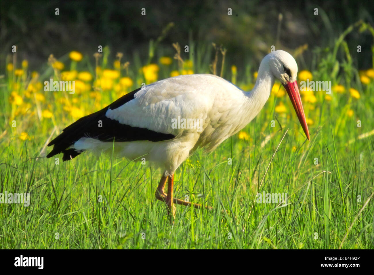 Walking stork hi-res stock photography and images - Alamy