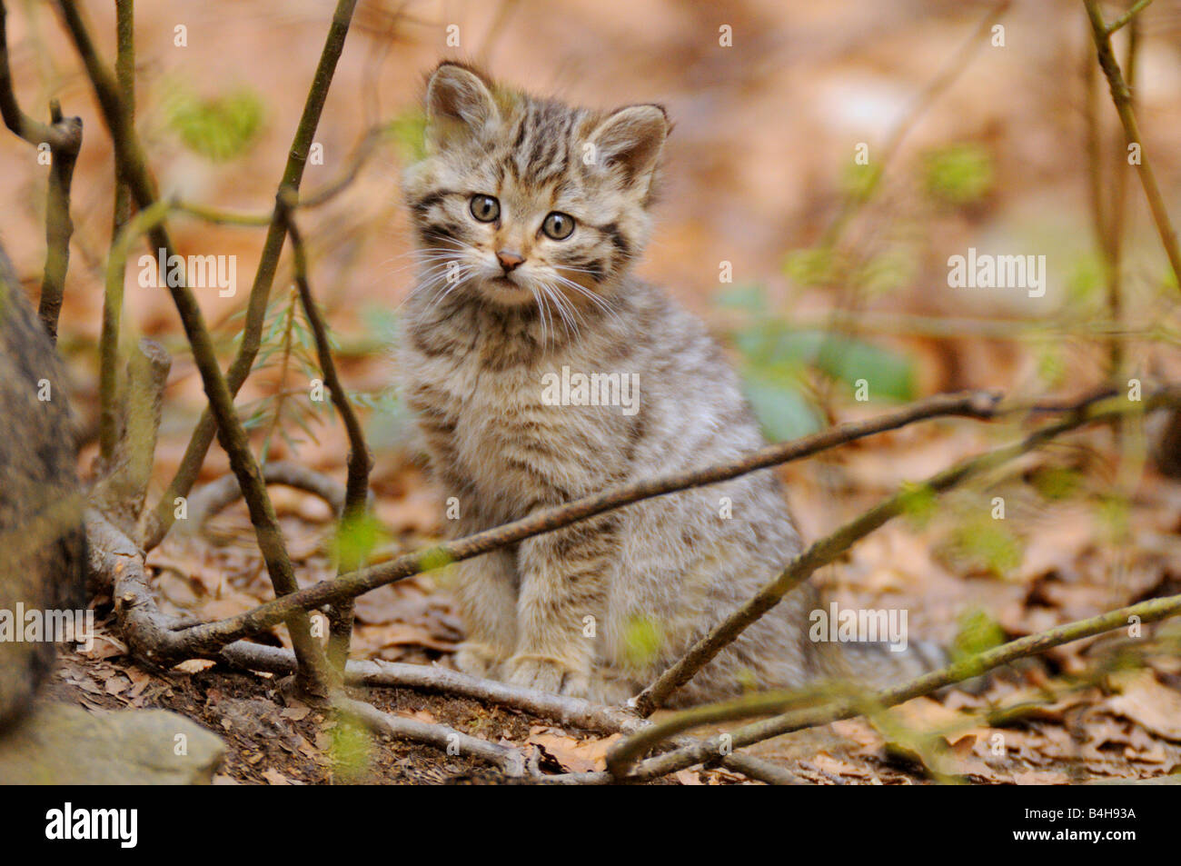 Close-up of Wildcat (Felis silvestris) sitting in forest Stock Photo ...