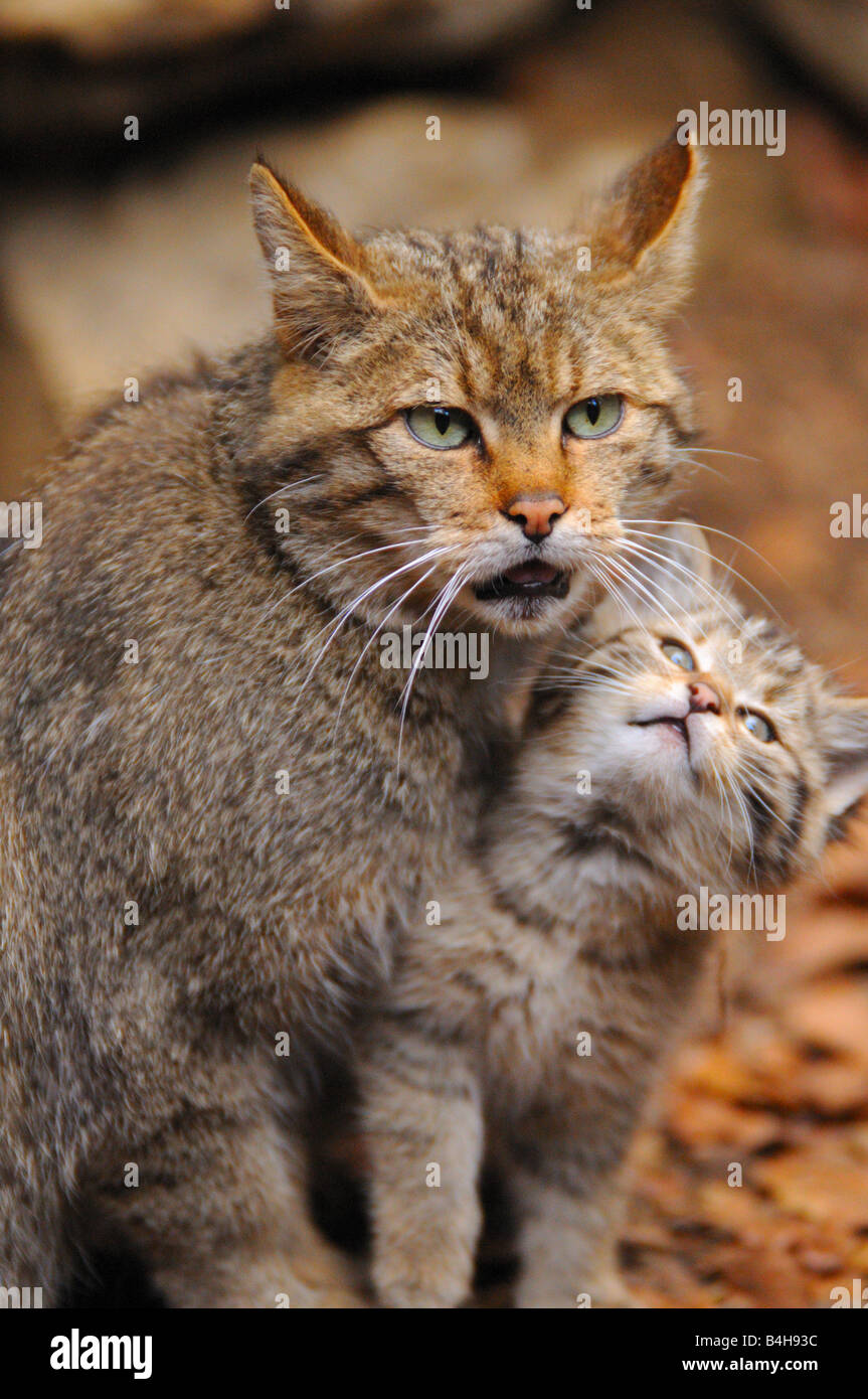 Wildcats hi-res stock photography and images - Alamy