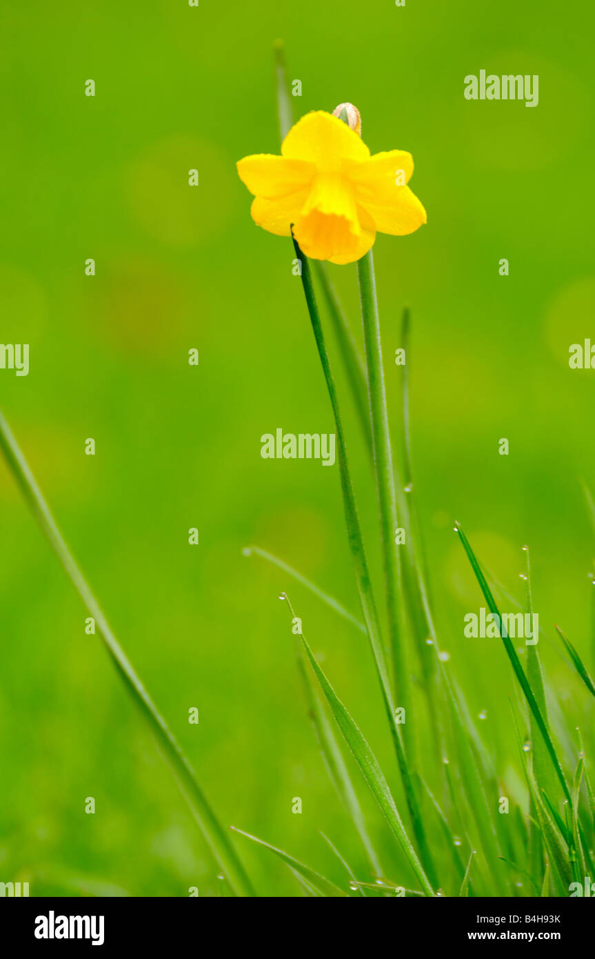 Daffodil photograph hi-res stock photography and images - Alamy