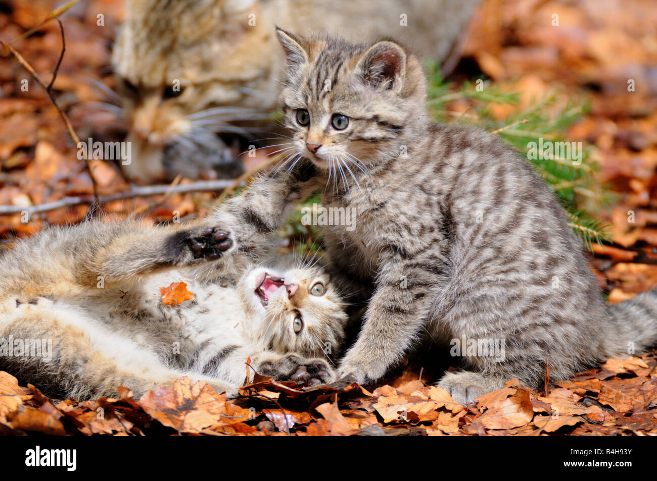 Wildcats Stock Photos & Wildcats Stock Images - Alamy