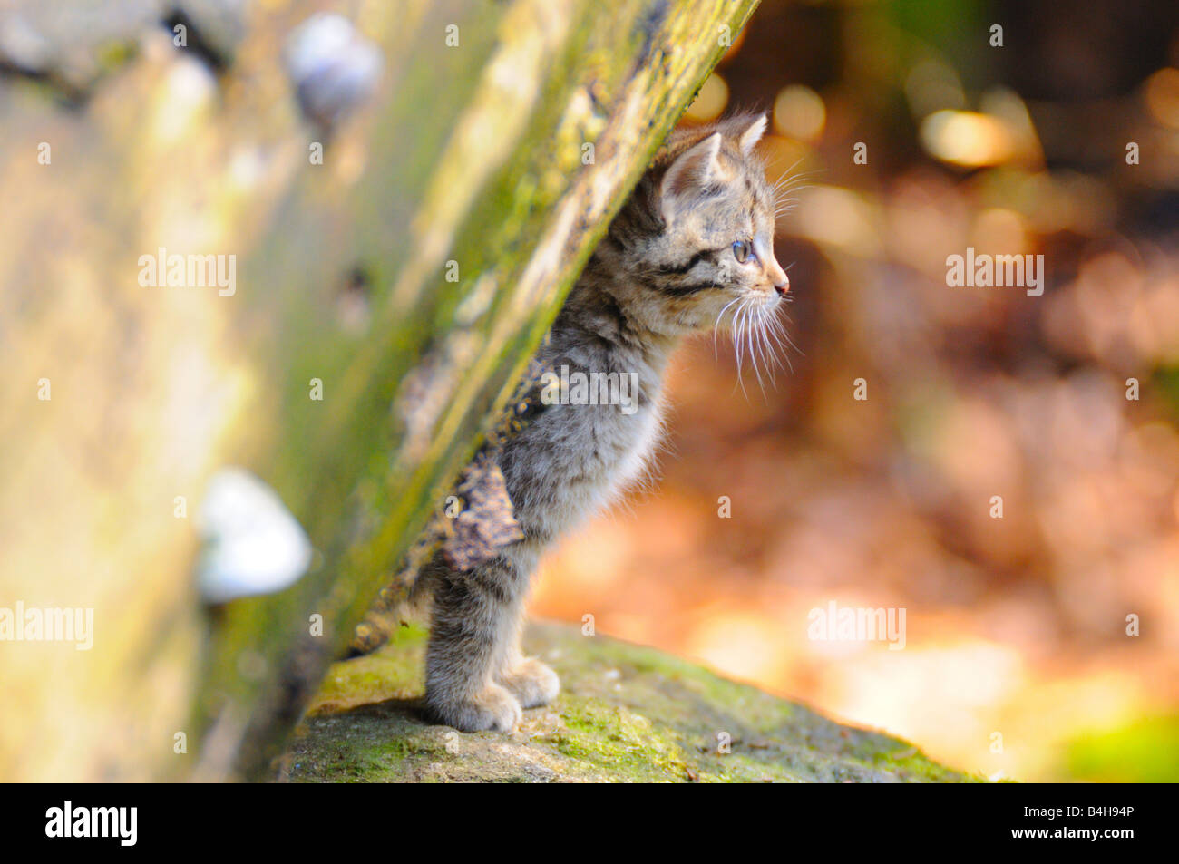 Wildcat felis silvestris in the tree hi-res stock photography and ...