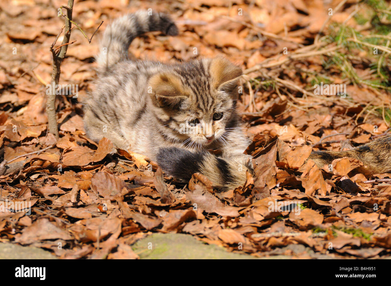 Wildcat walking hi-res stock photography and images - Alamy