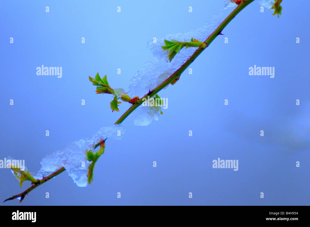 Water slanted branch hi-res stock photography and images - Alamy