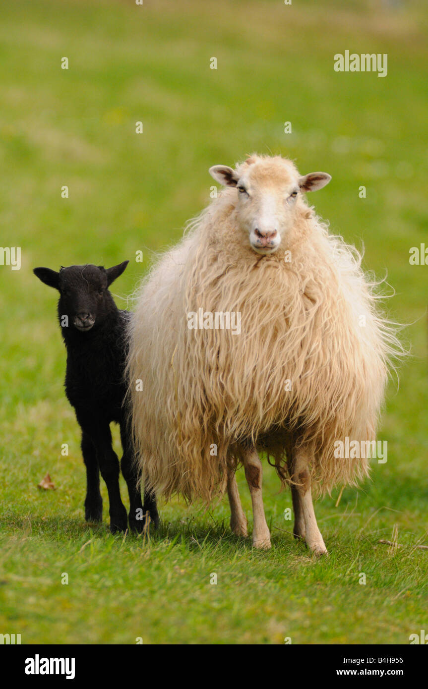 Standing sheeps hi-res stock photography and images - Alamy
