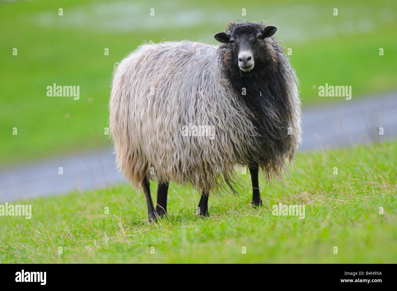 Close-up of sheep standing in field Stock Photo - Alamy