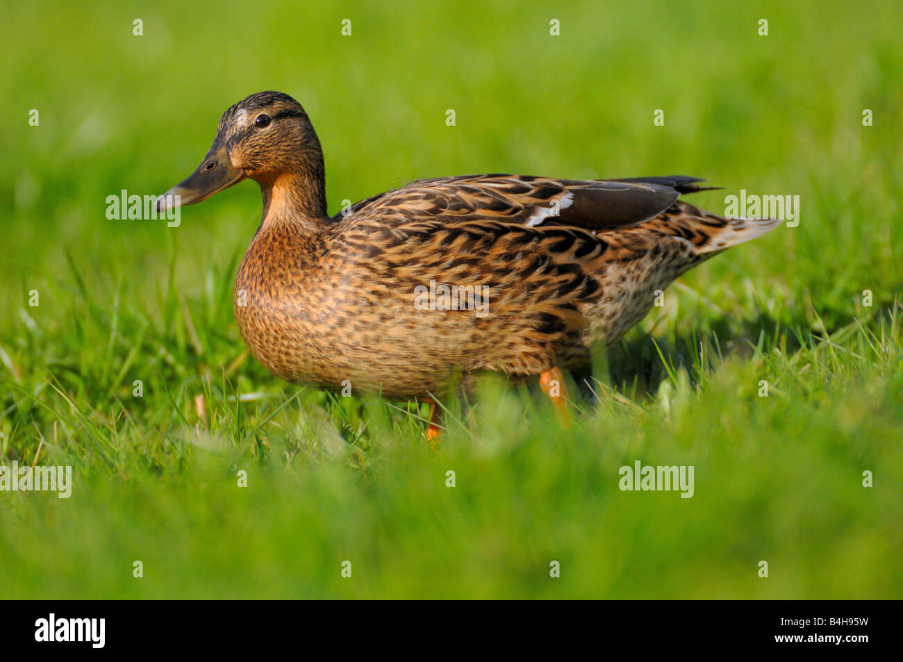 Duck walking hi-res stock photography and images - Alamy