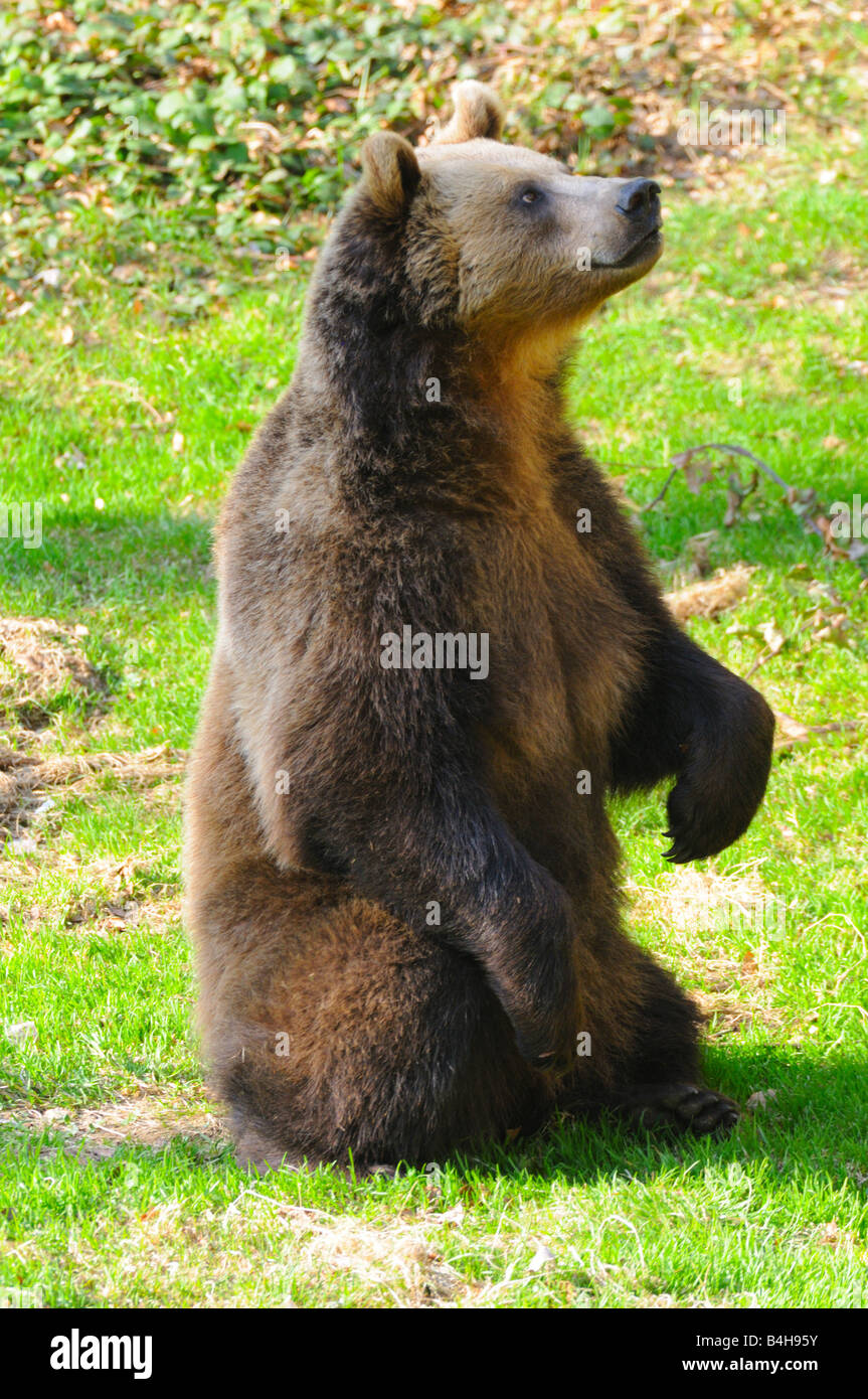 Grizzly Bear Sitting Down
