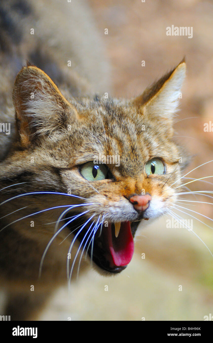 Wildcat hissing hi-res stock photography and images - Alamy