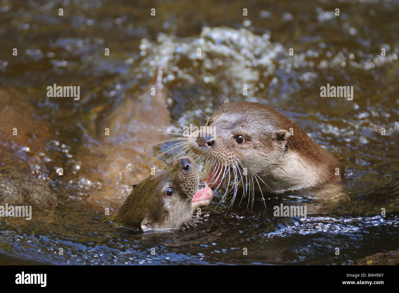 Close-up of two River Otters (Lutra lutra) fighting in water, Germany ...