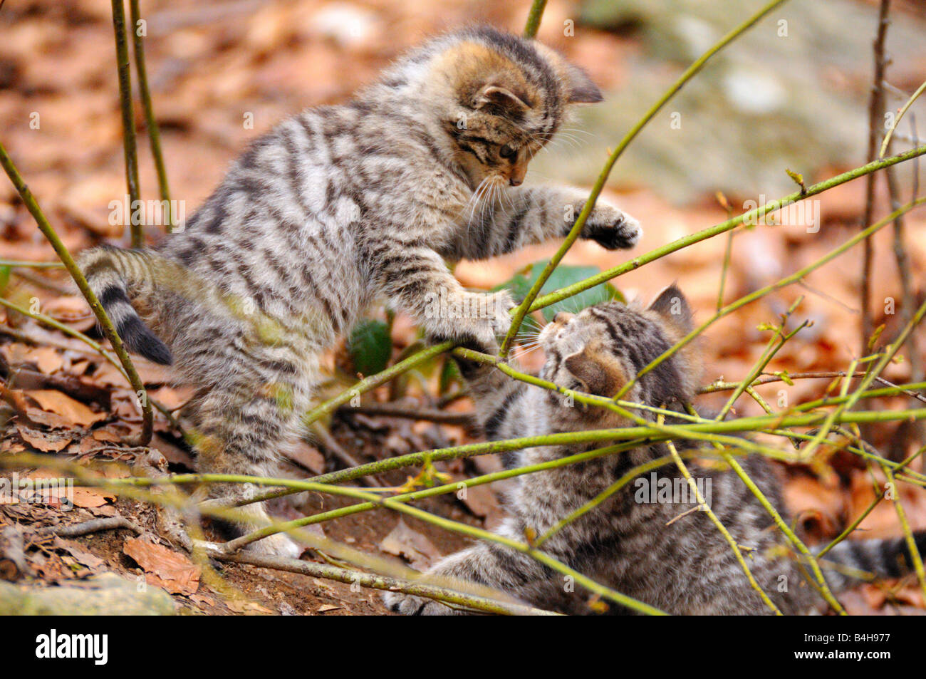Young wildcats hi-res stock photography and images - Alamy