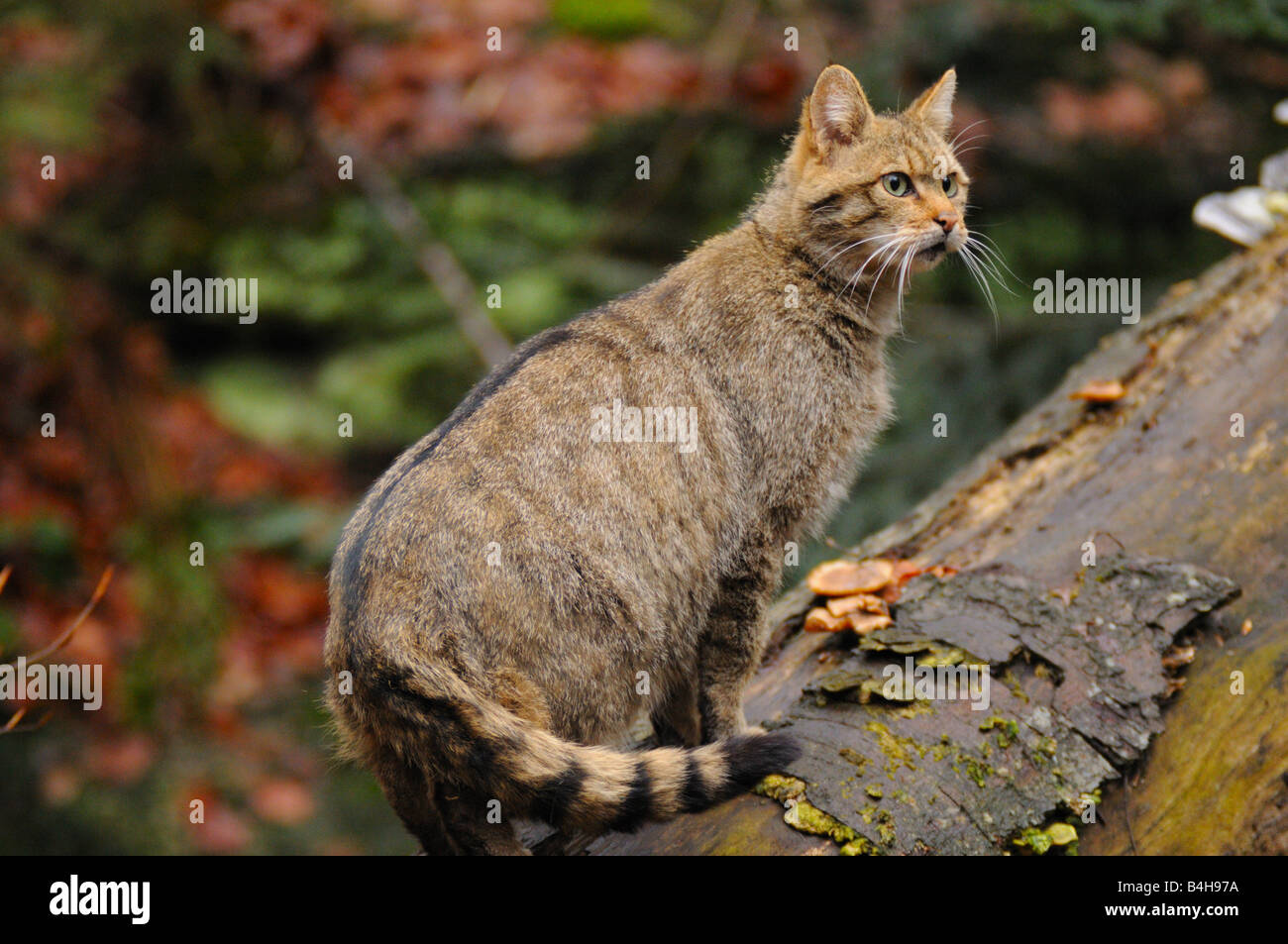 Close-up of Wildcat (Felis Silvestris) sitting on tree in forest Stock ...