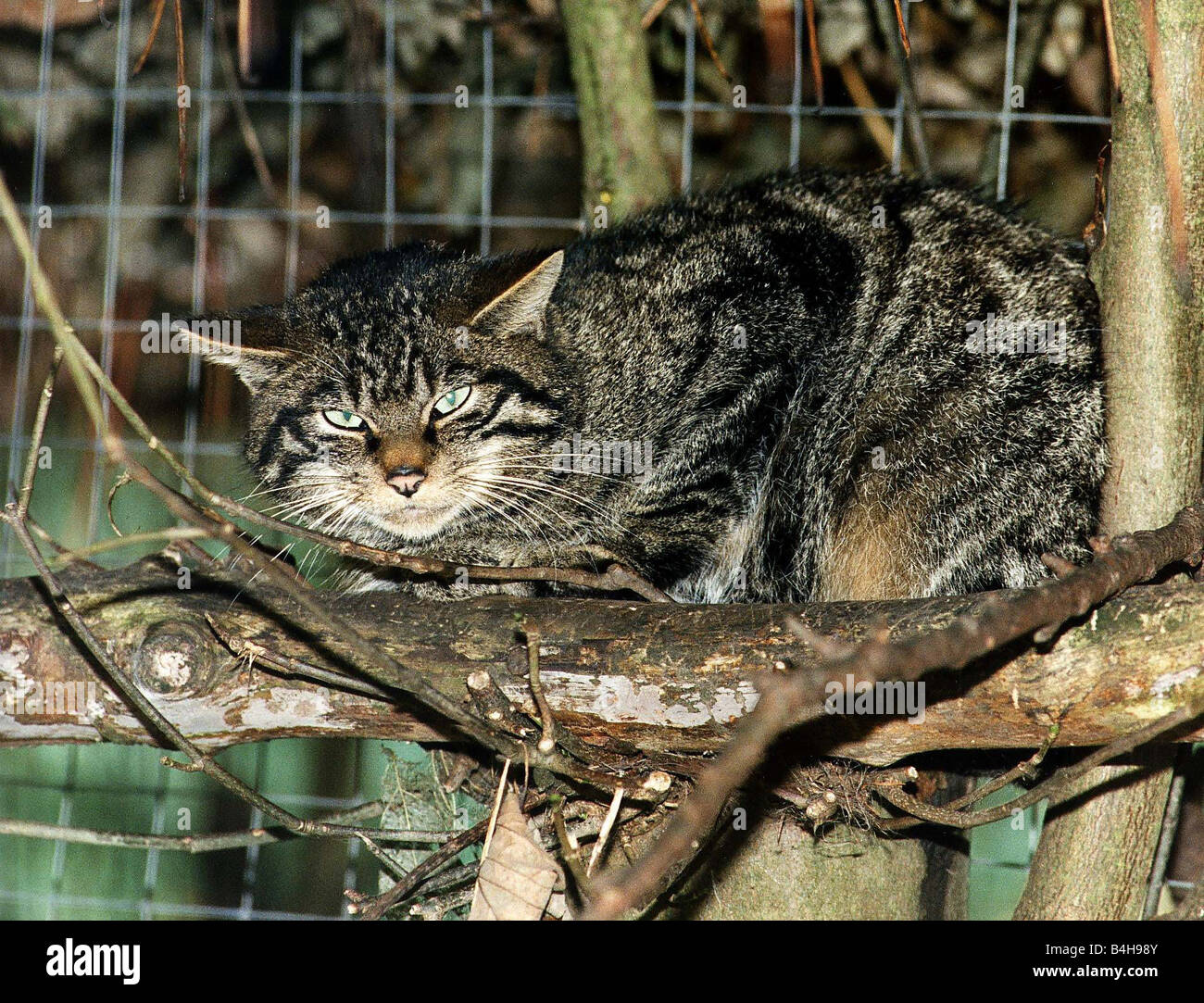 Wild cat Mr Hiss at Kirkcudbright Wildlife Park Stock Photo - Alamy