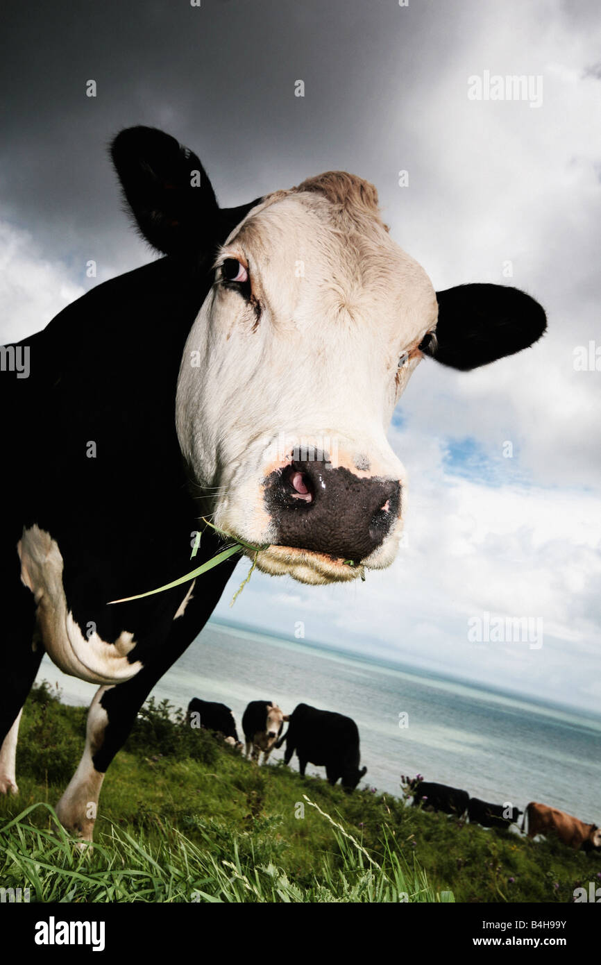 Friesan cow hi-res stock photography and images - Alamy