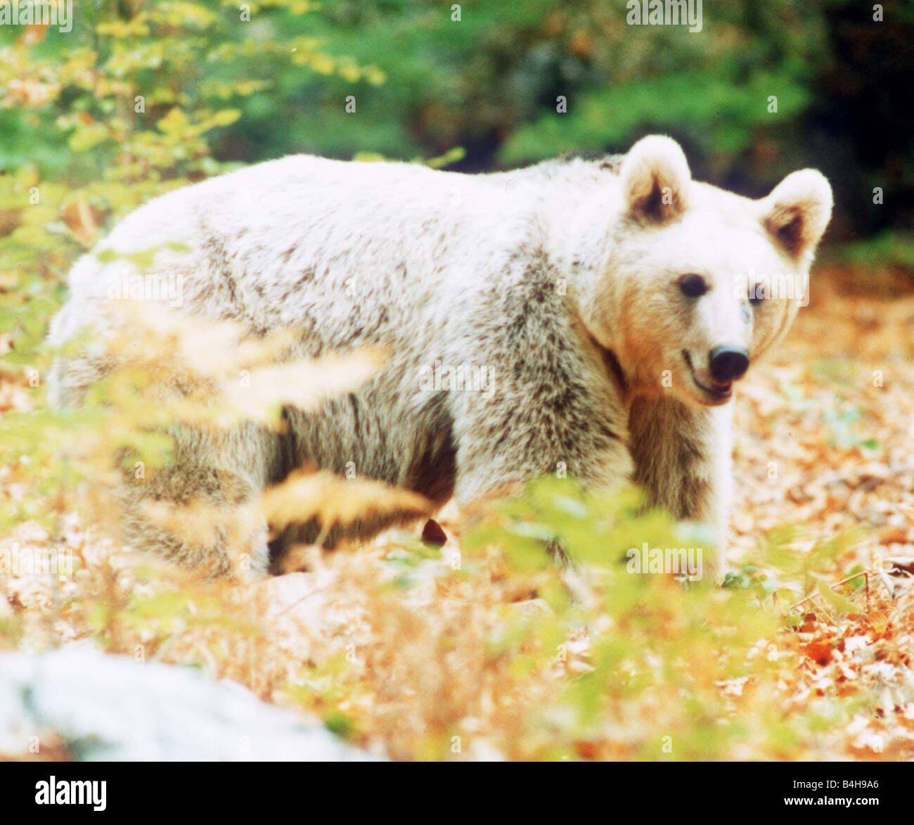 Mary the bear hi-res stock photography and images - Alamy