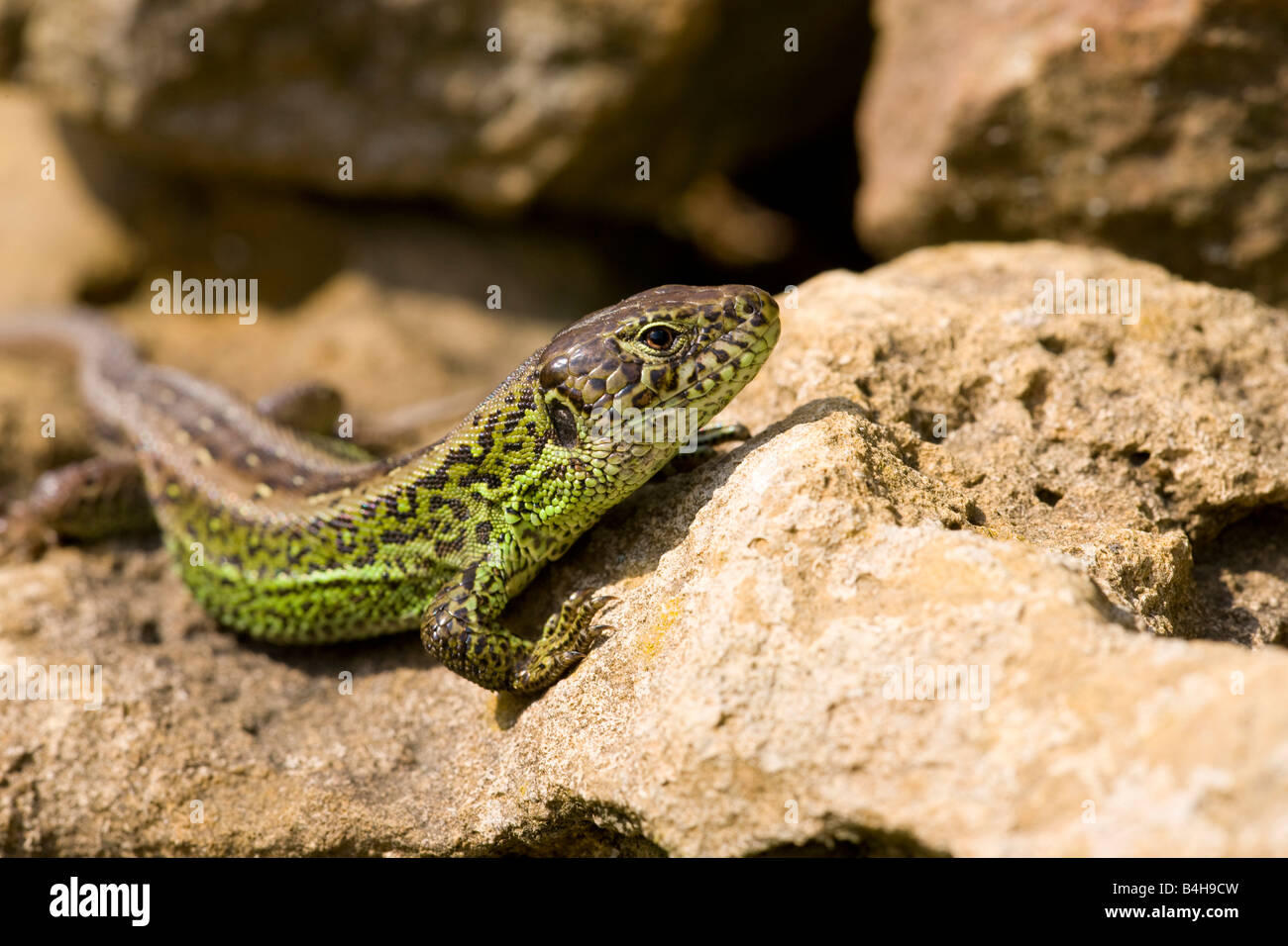 Photo of lizard on rock hi-res stock photography and images - Alamy