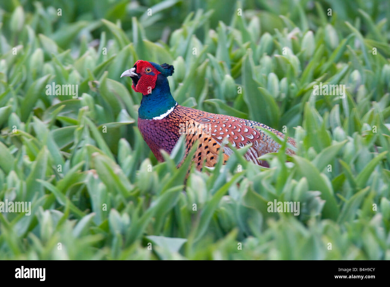 Pheasant bird photos hi-res stock photography and images - Alamy