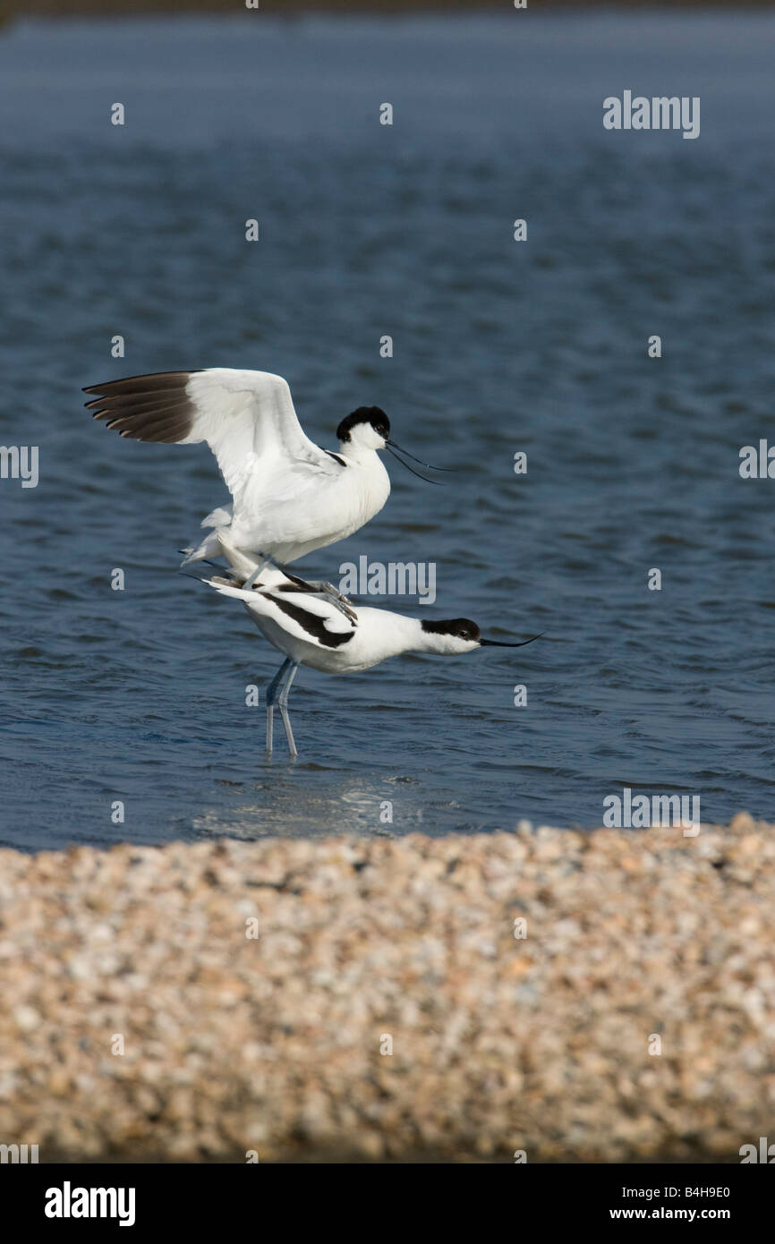 Avocet geography hi-res stock photography and images - Alamy